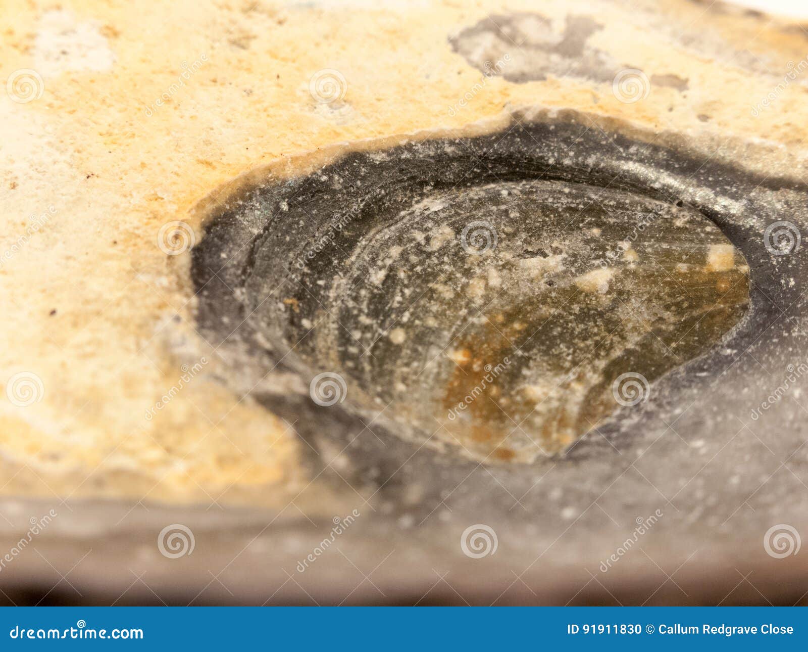 Seashell Texture Royalty-Free Stock Photography | CartoonDealer.com ...