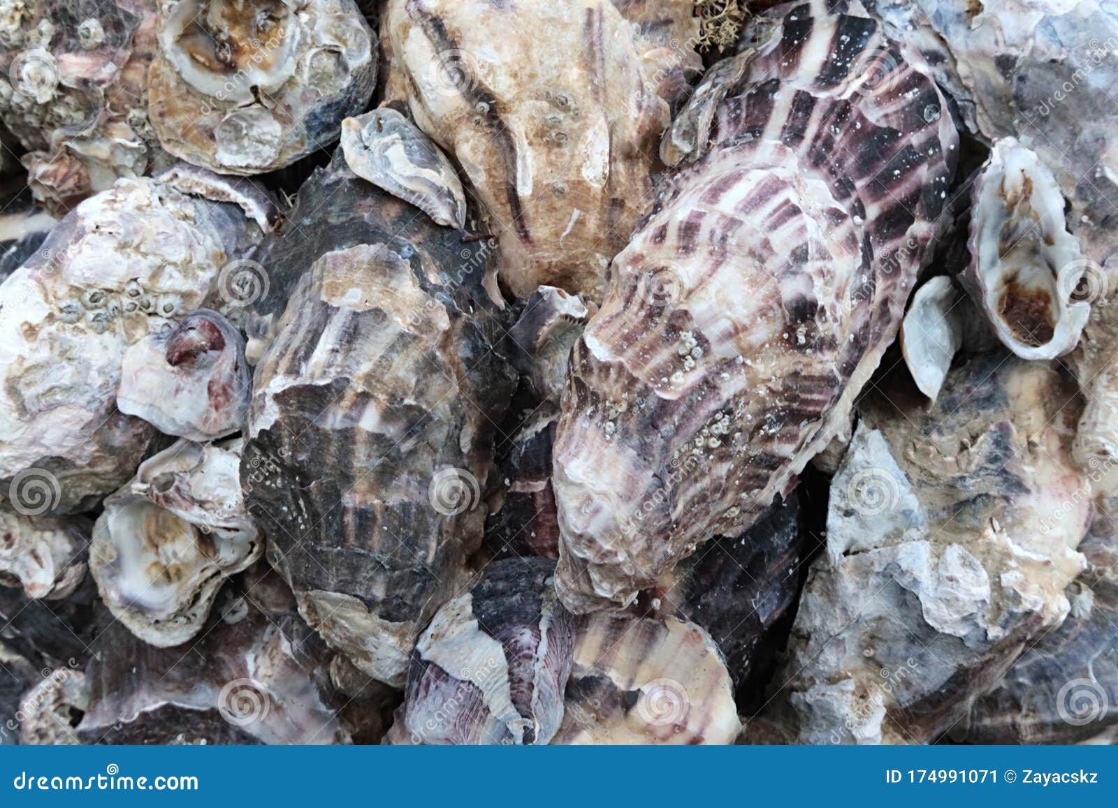 Seashell Texture of Various Kinds of Mostly Bivalve Shells Stock Image ...