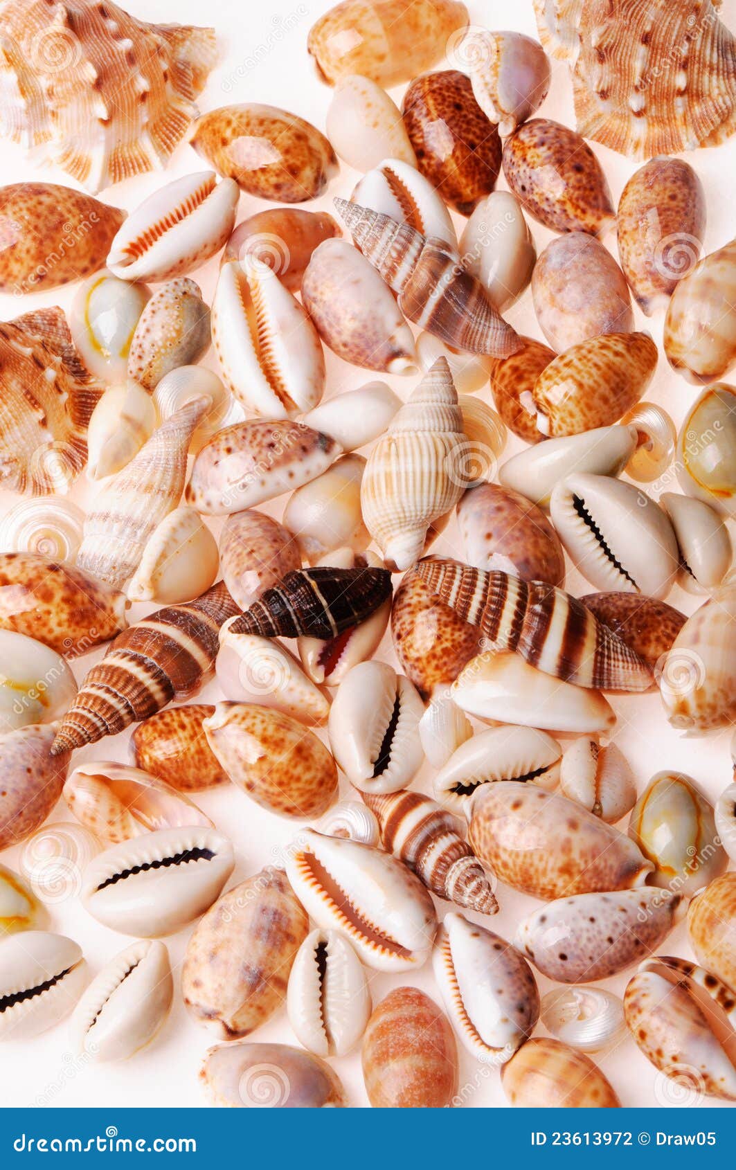 Seashell textures stock photo. Image of shiny, pearl - 23613972
