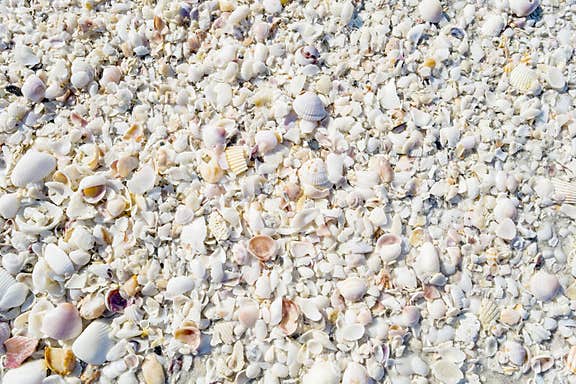 Seashell Textures #1 stock image. Image of mollusk, shell - 52469727