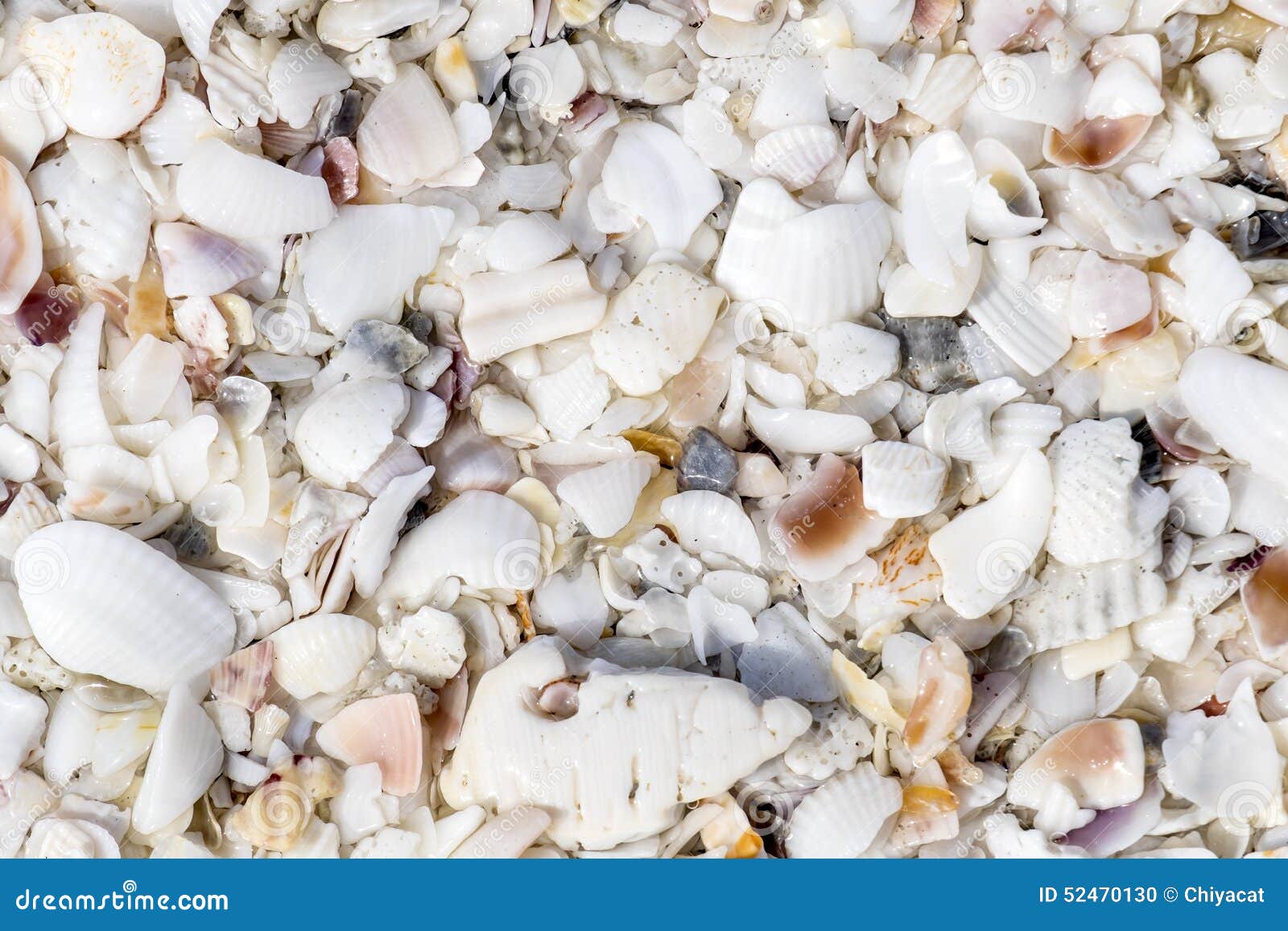 Seashell Textures #2 stock photo. Image of macro, ocean - 52470130