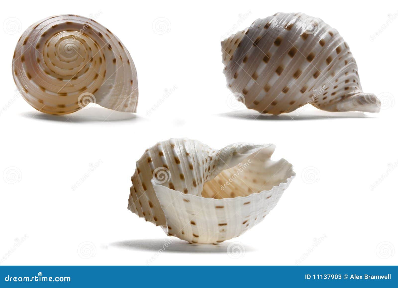 Seashell from three Angles stock image. Image of gastropod - 11137903