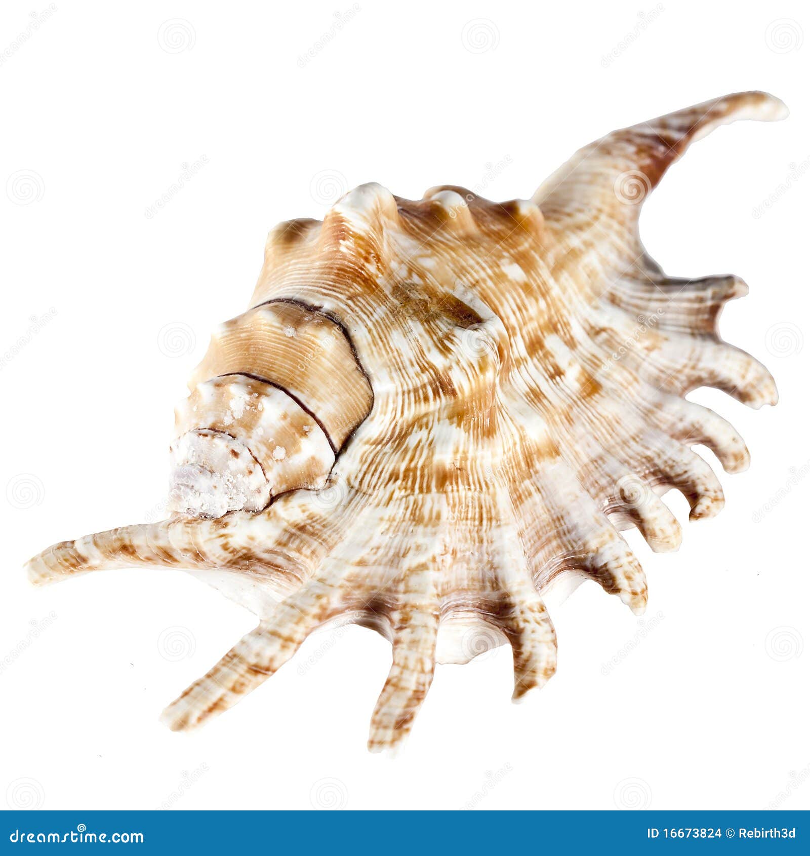 Seashell top stock photo. Image of nature, abstraction - 16673824
