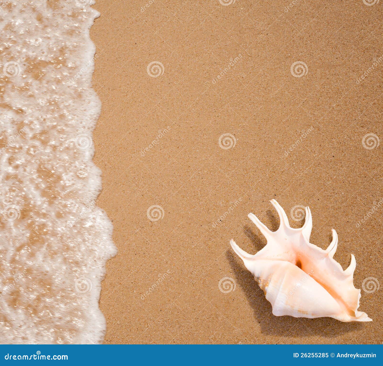 Seashell Top View on Sea Surf Edge Stock Image - Image of shell, sandy ...