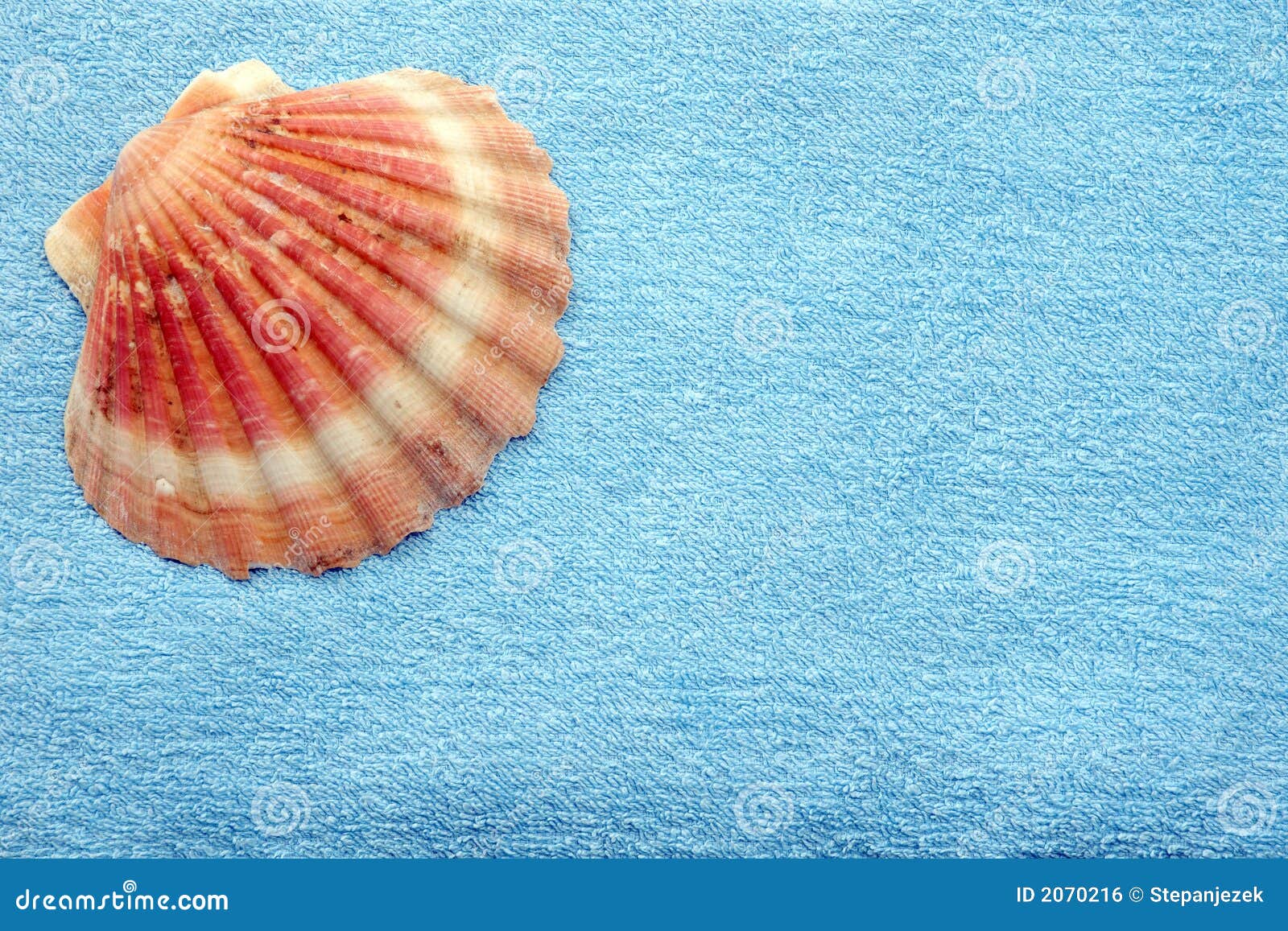 Seashell and towel stock photo. Image of seashell, crustacean - 2070216