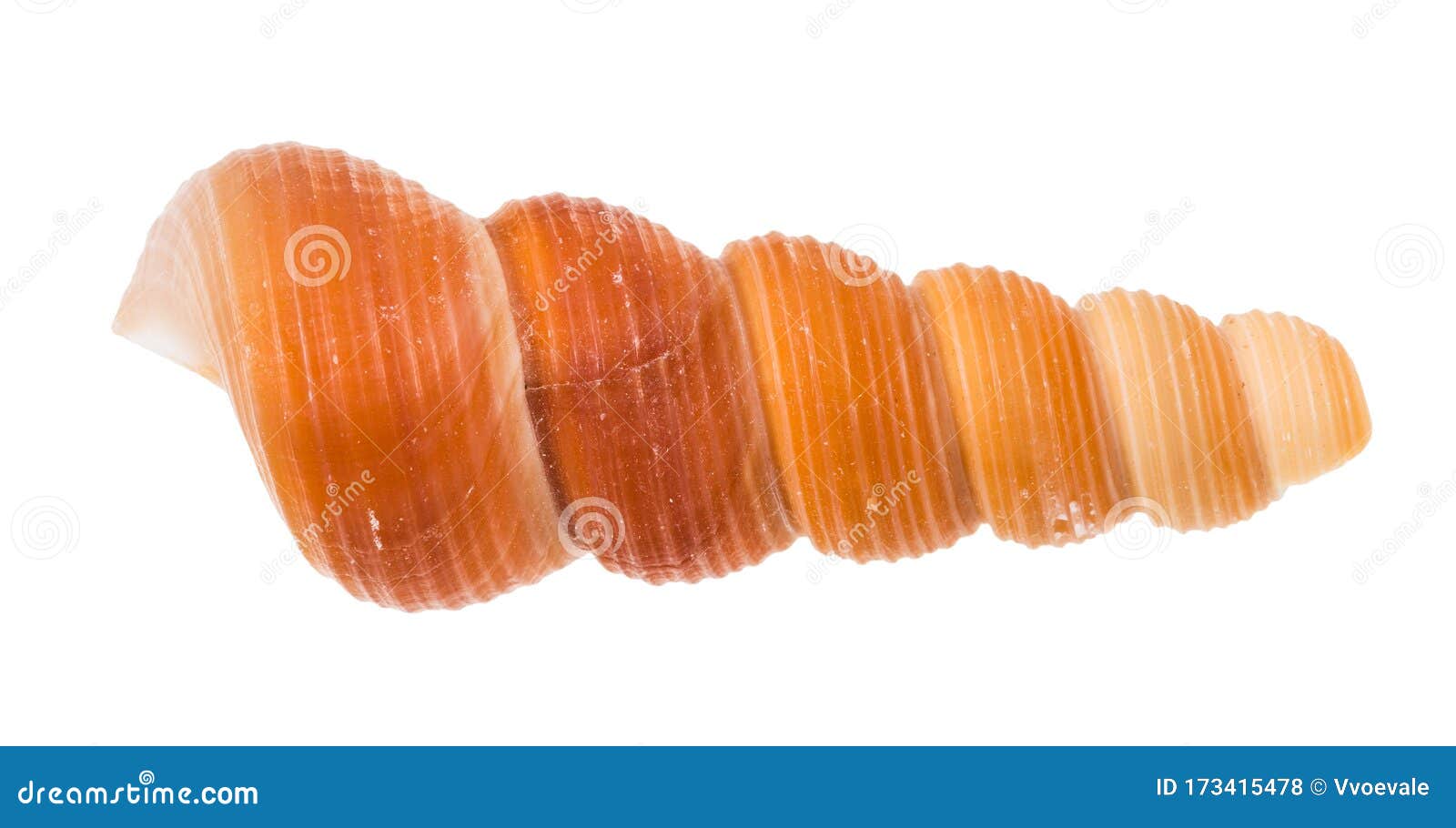 Seashell of Tower Snail Isolated on White Stock Photo - Image of shell ...