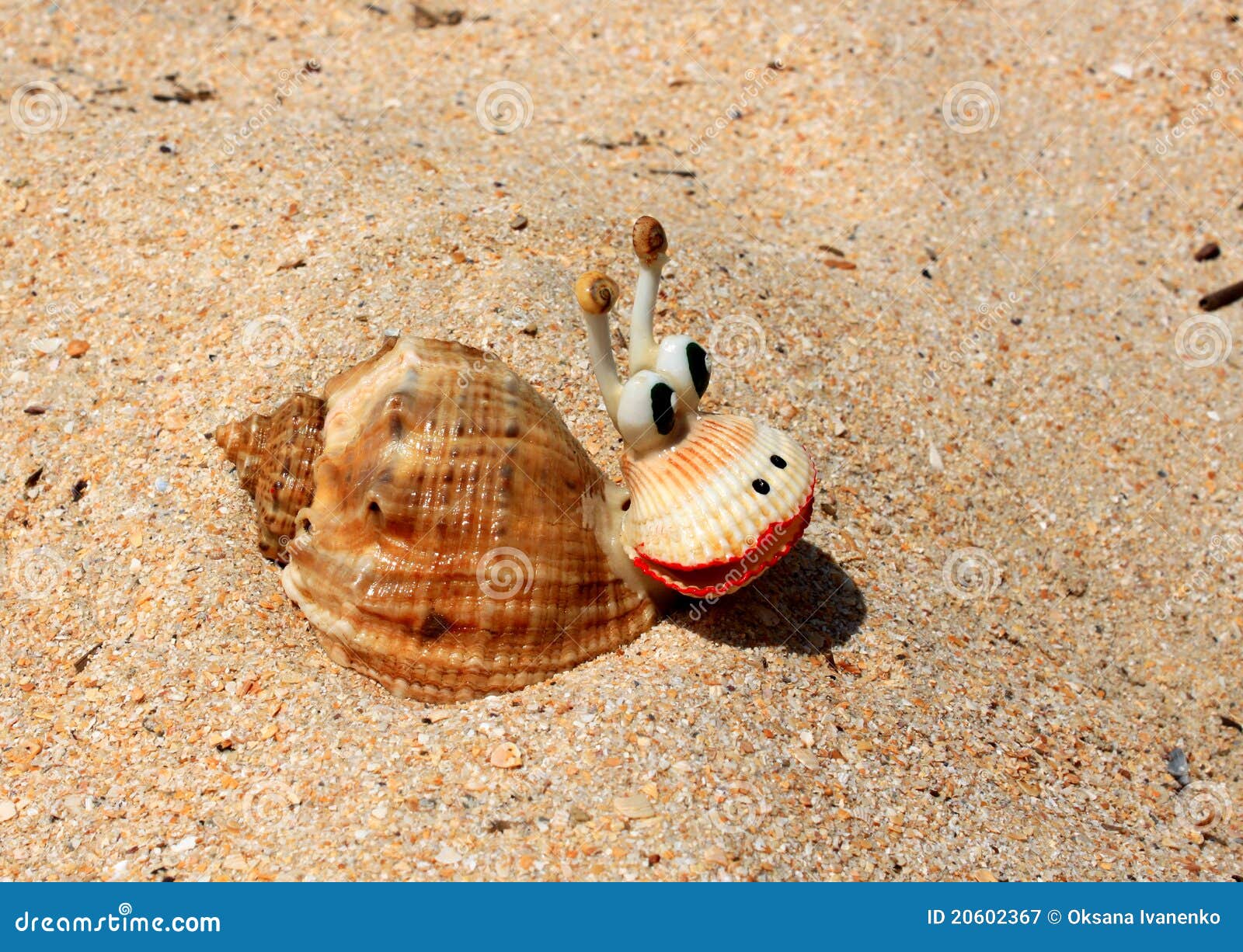 Seashell toy stock image. Image of seashell, marine, sand - 20602367