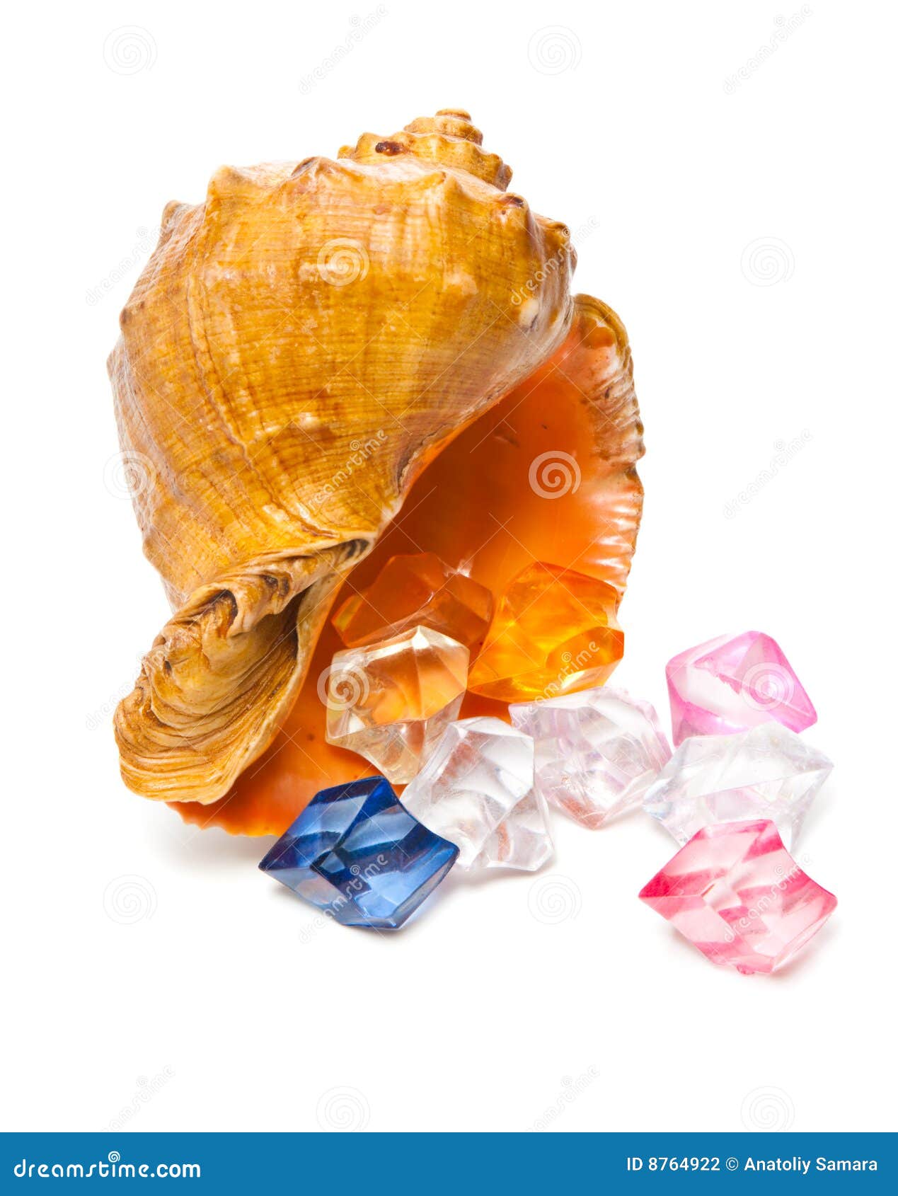 Seashell with Translucent Stones Stock Photo - Image of crustacean ...