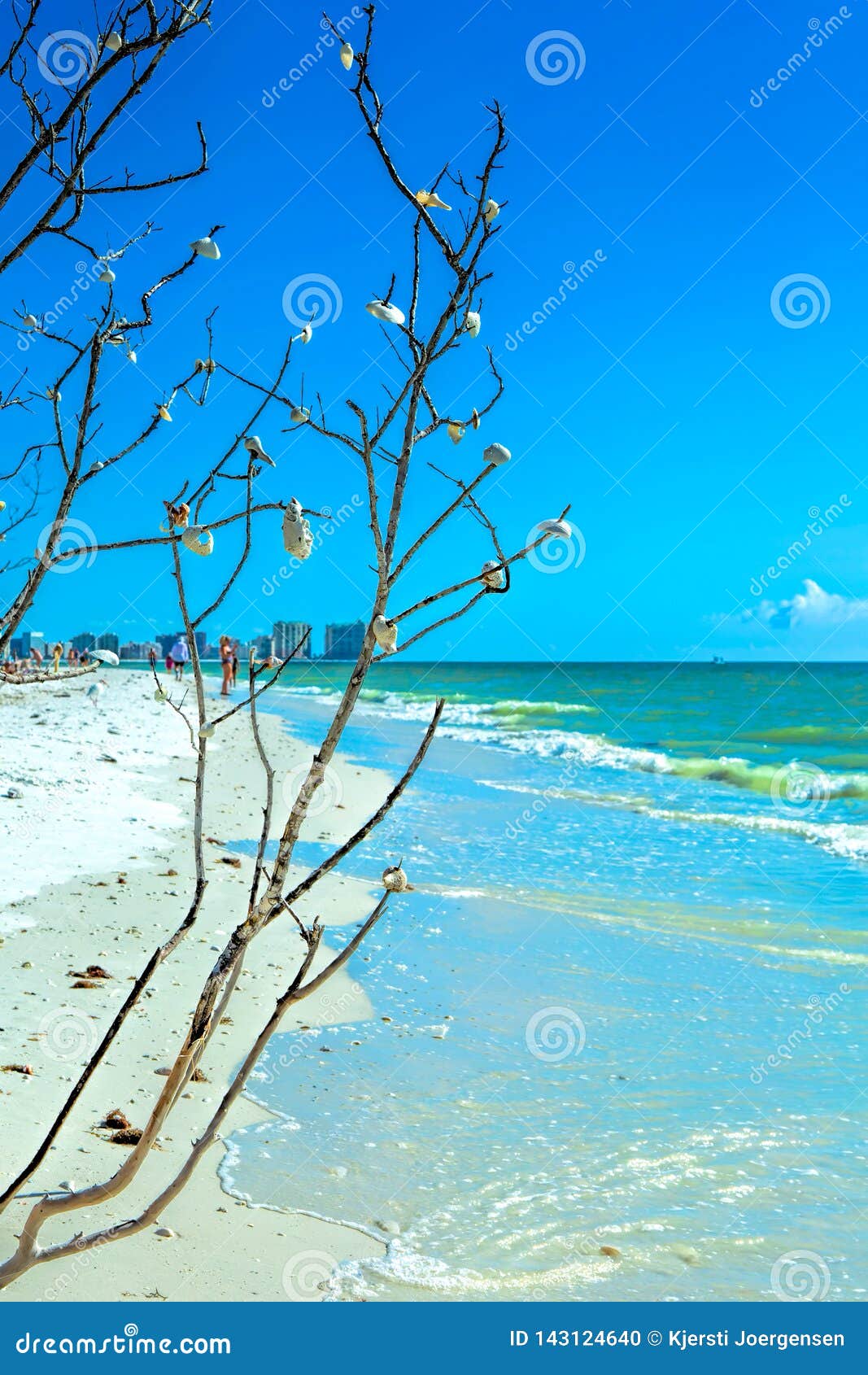Seashell Tree at Tigertail Beach Stock Photo - Image of landscape ...