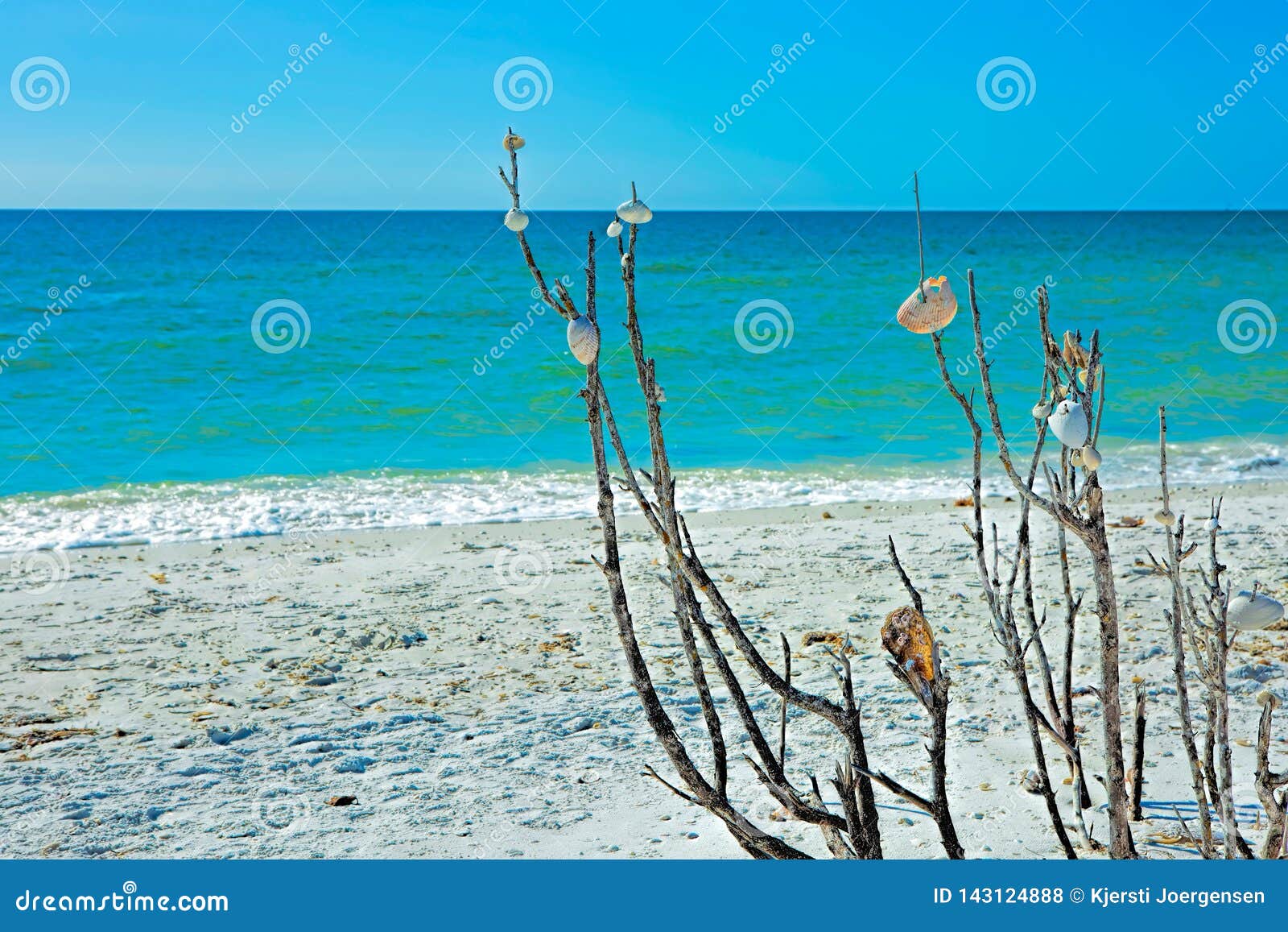 Seashell Tree at Tigertail Beach Stock Photo - Image of seashell, ocean ...