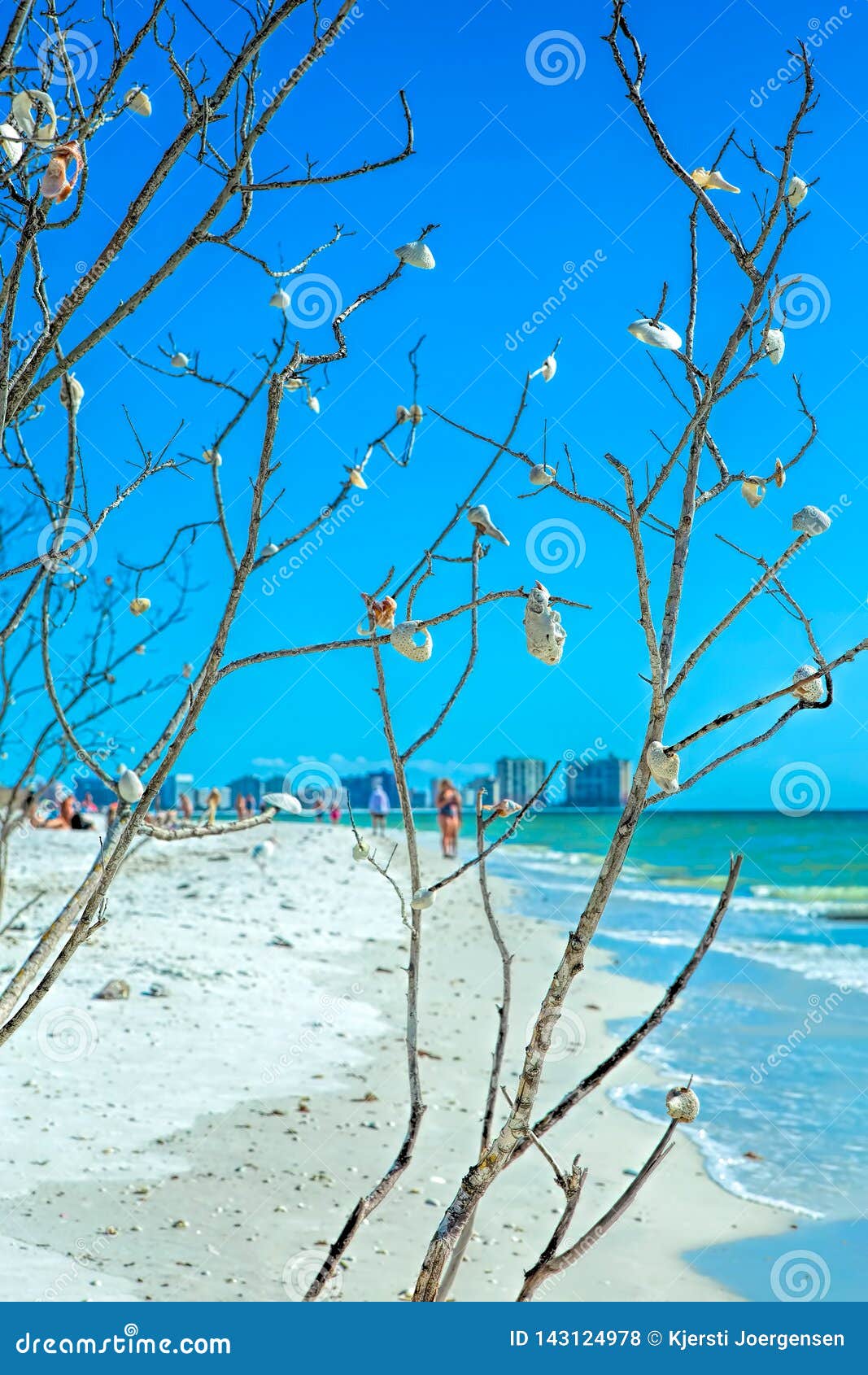 Seashell Tree at Tigertail Beach Stock Photo - Image of summer ...