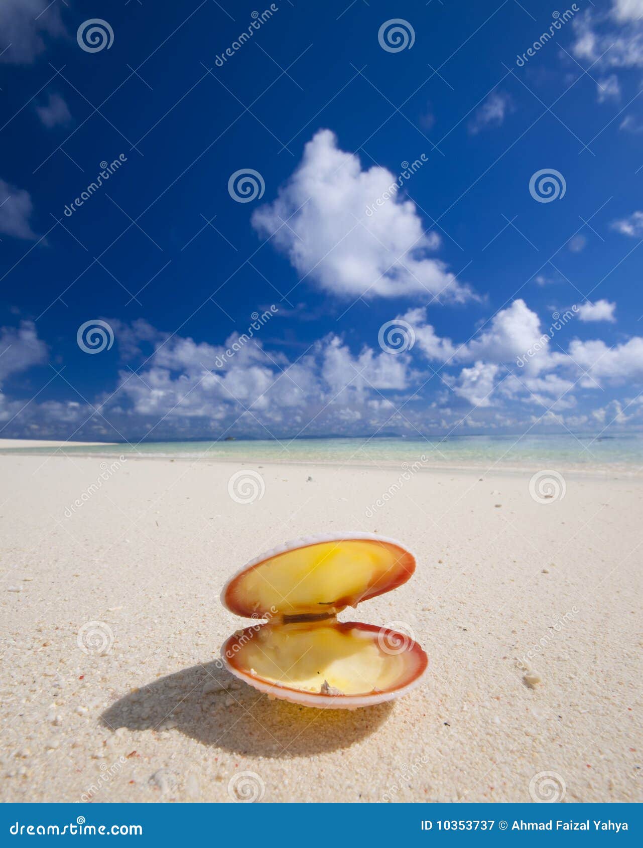 Seashell on tropical beach stock image. Image of crystal - 10353737