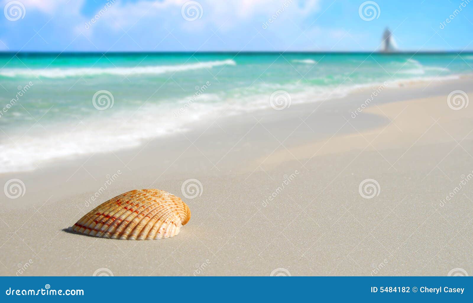 Seashell on Tropical Beach stock photo. Image of sail - 5484182
