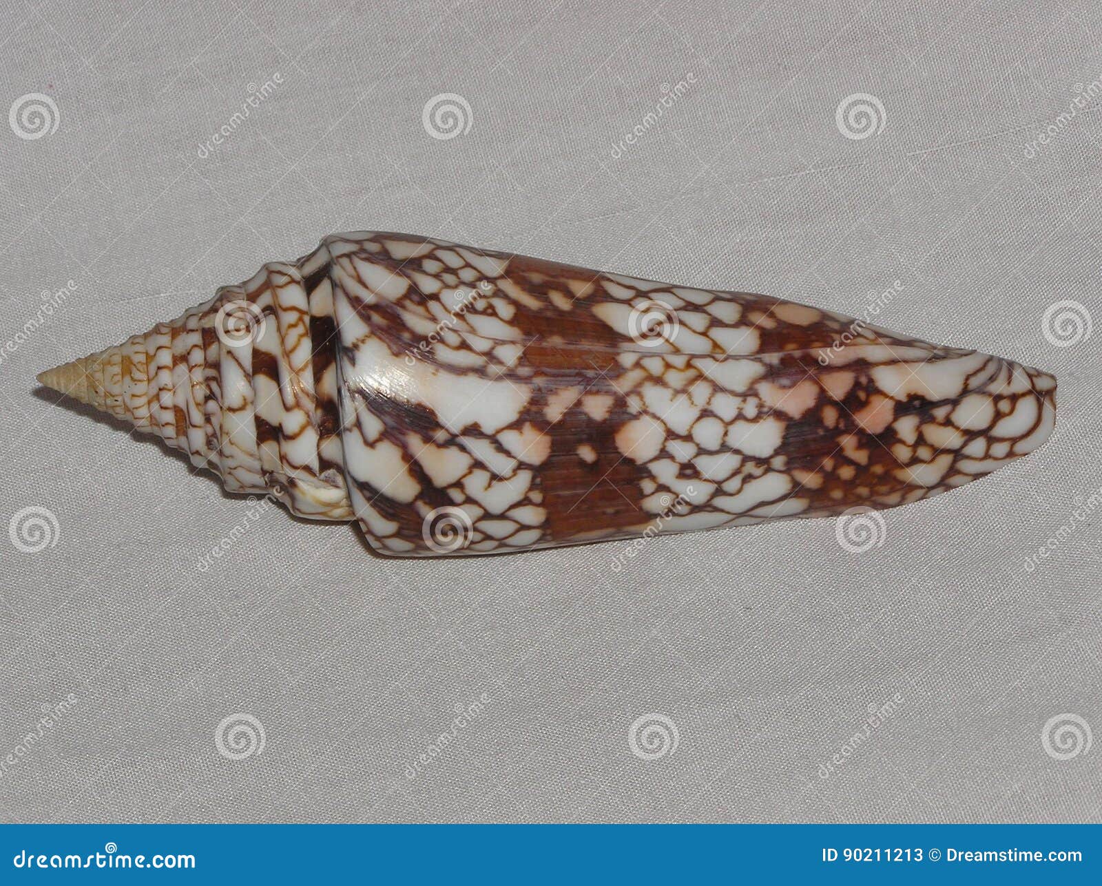 Seashell stock image. Image of shape, food, seashell - 90211213