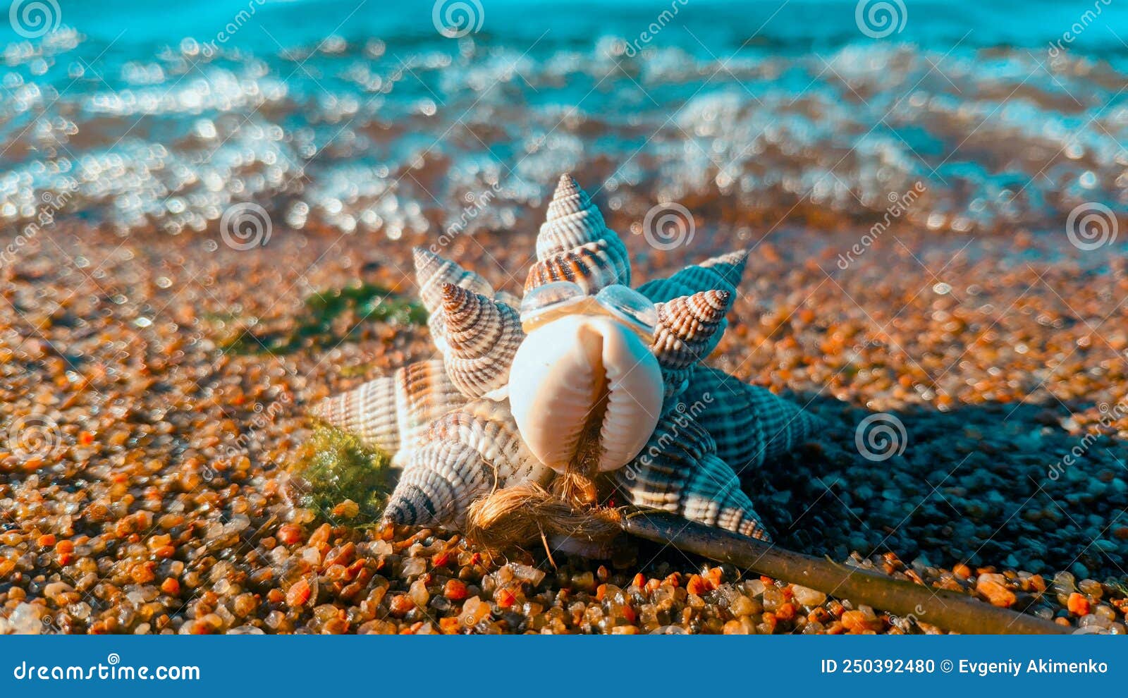 Seashell Turtle on the Beach Stock Photo - Image of animal, organism ...