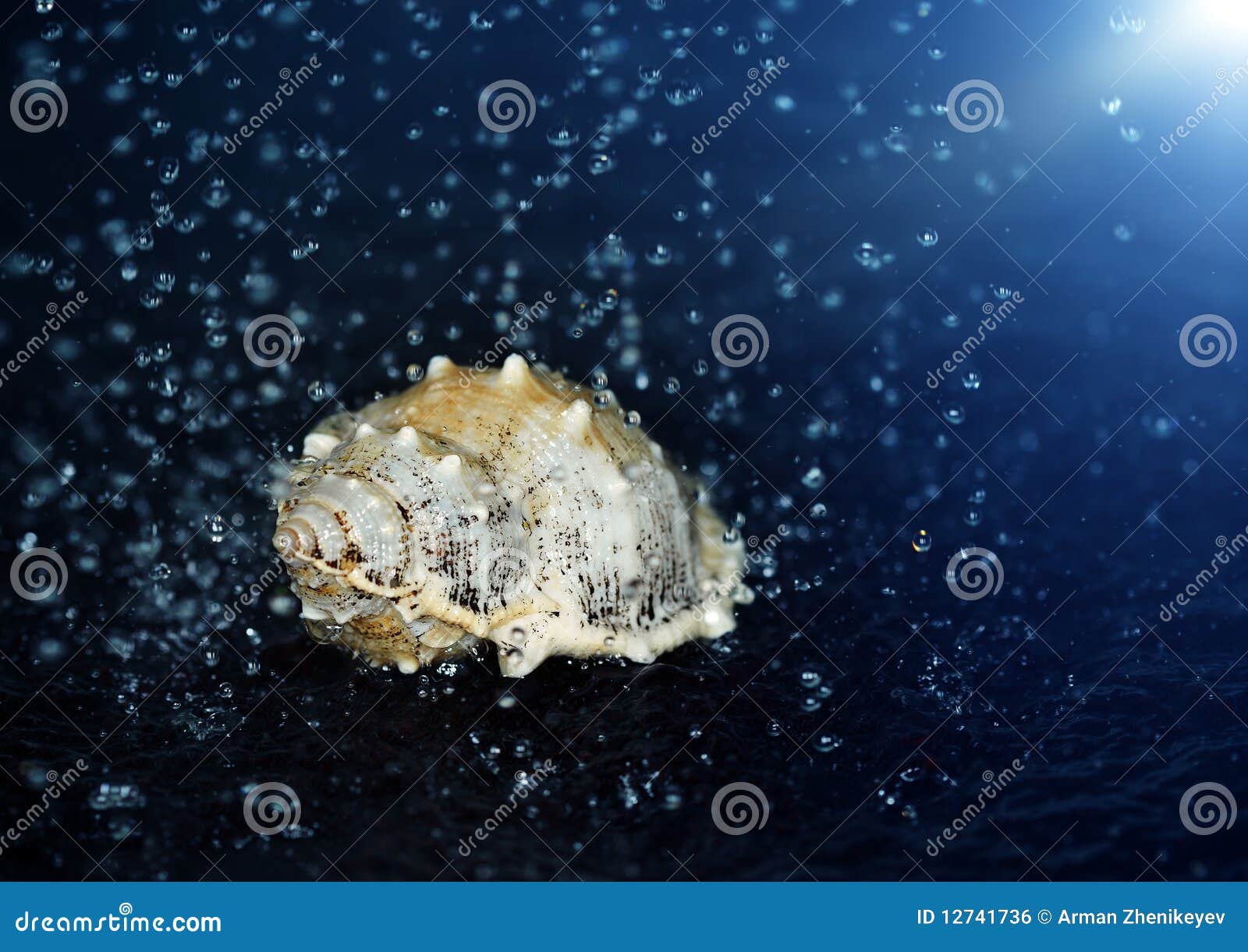 Seashell under the water stock photo. Image of element - 12741736