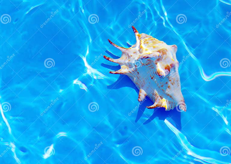 Seashell under water. stock image. Image of colorful - 15650567