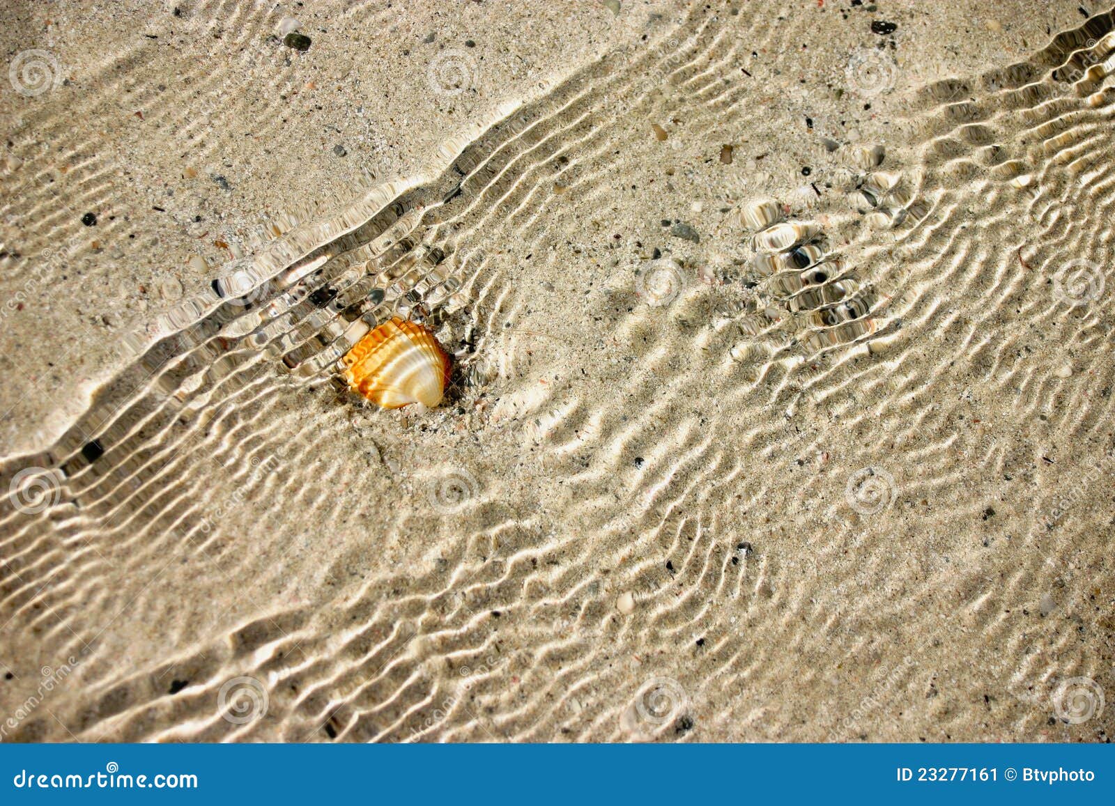 Seashell Under Water. Background Stock Image - Image of reflection ...