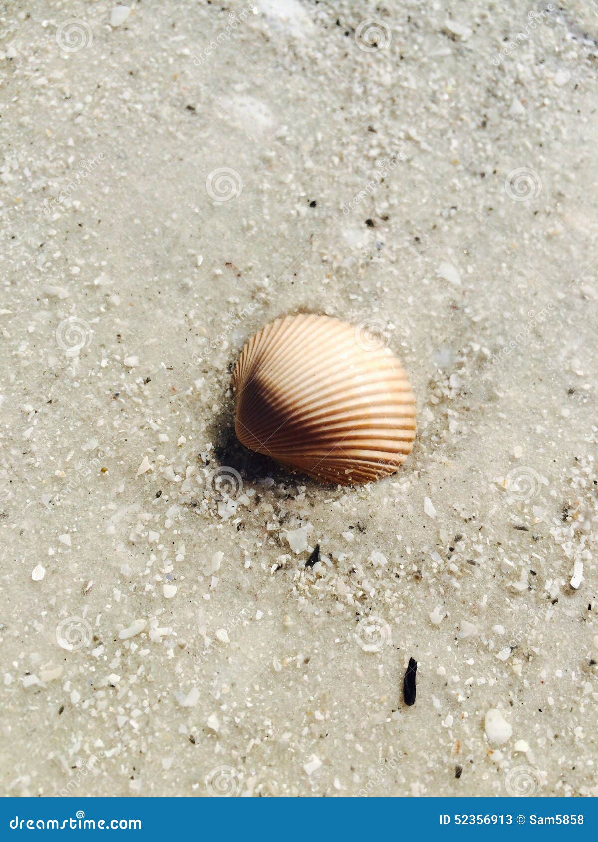 Seashell underwater stock image. Image of water, seashell - 52356913