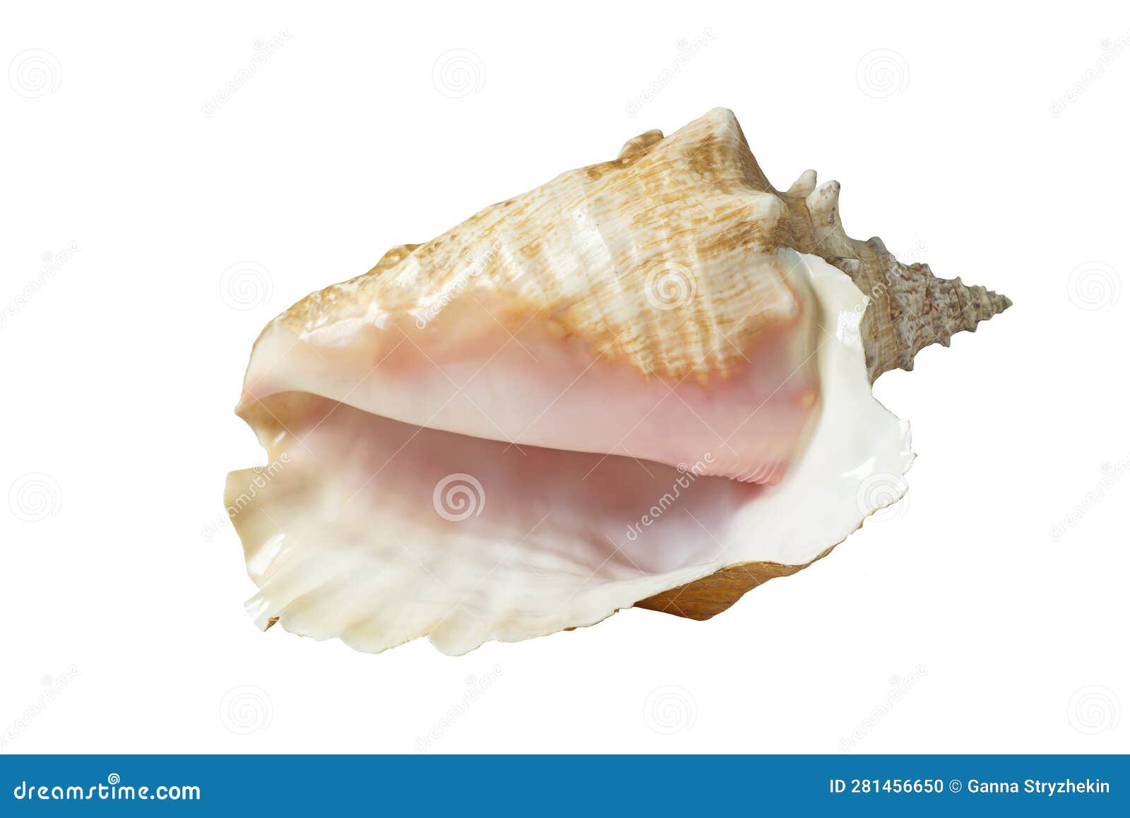 Seashell of Various Shapes . Isolate on White Stock Photo - Image of ...
