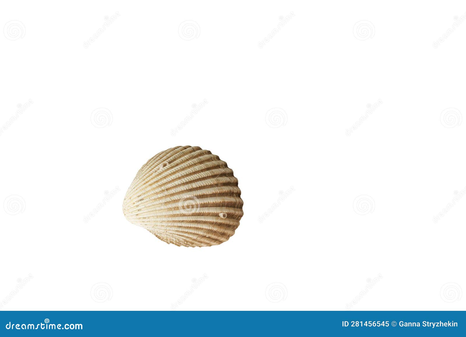 Seashell of Various Shapes . Isolate on White Stock Image - Image of ...