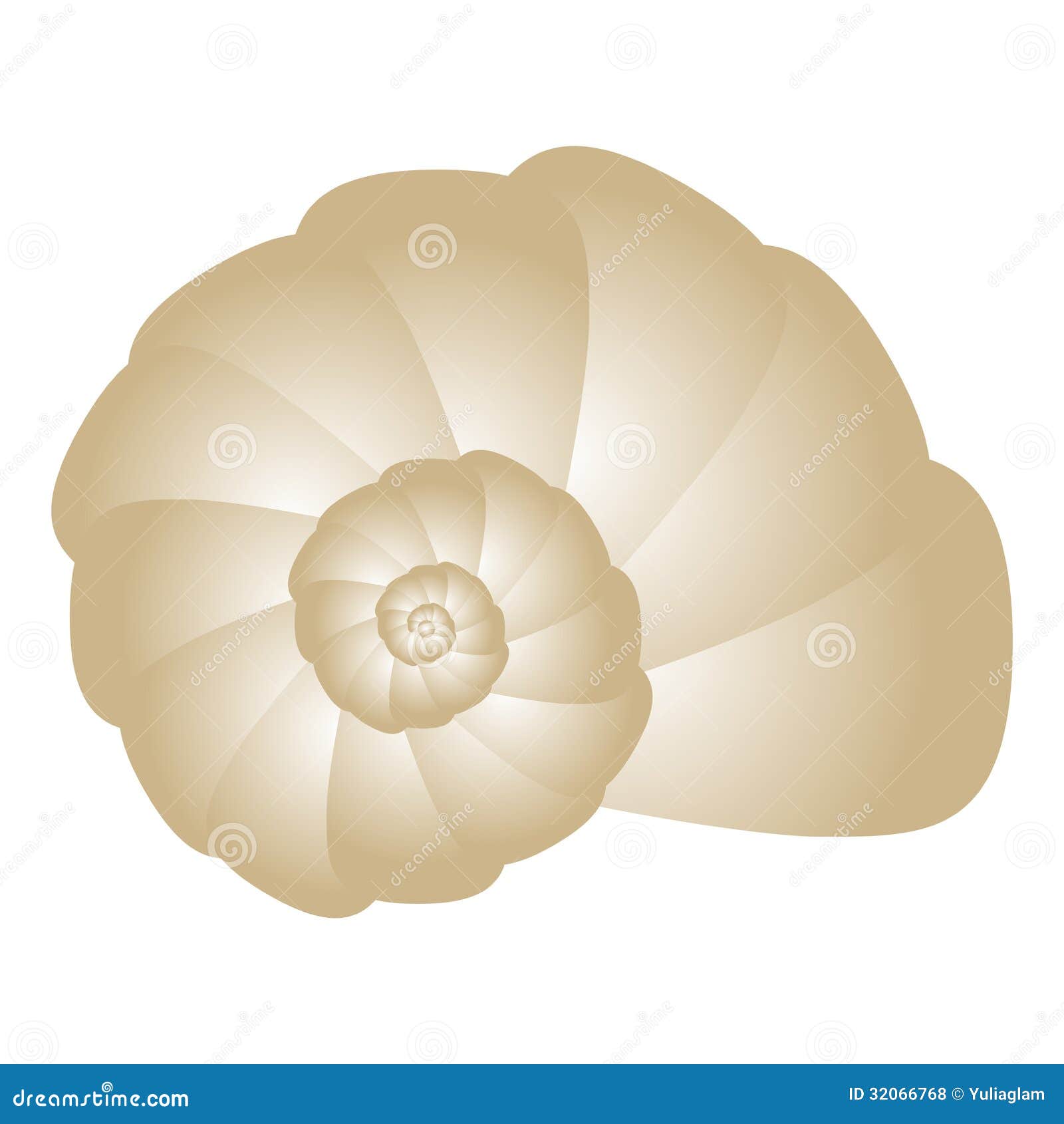 Seashell stock vector. Illustration of white, beach, natural - 32066768