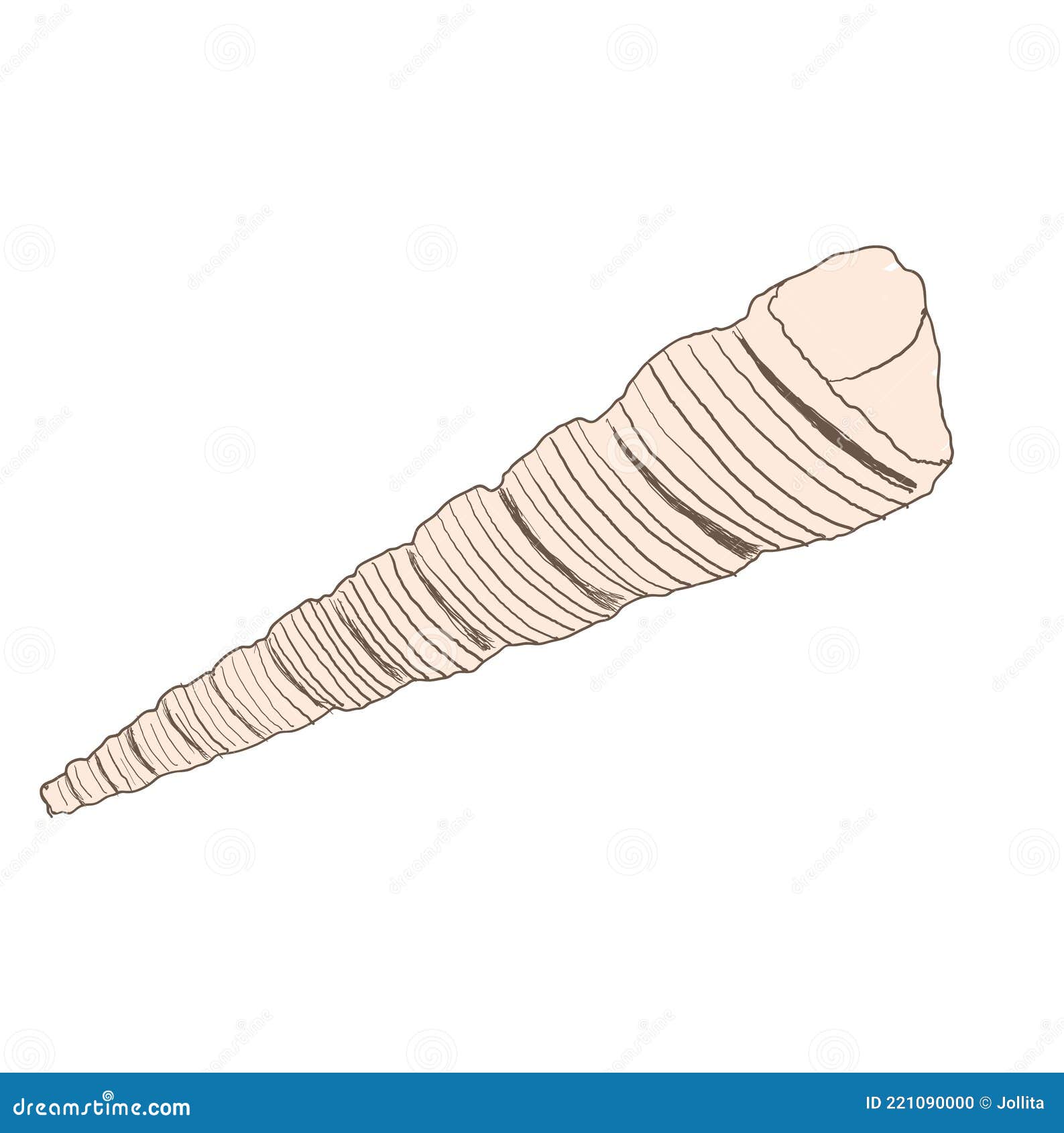 Seashell Vector Illustration Isolated on White Background Stock Vector ...