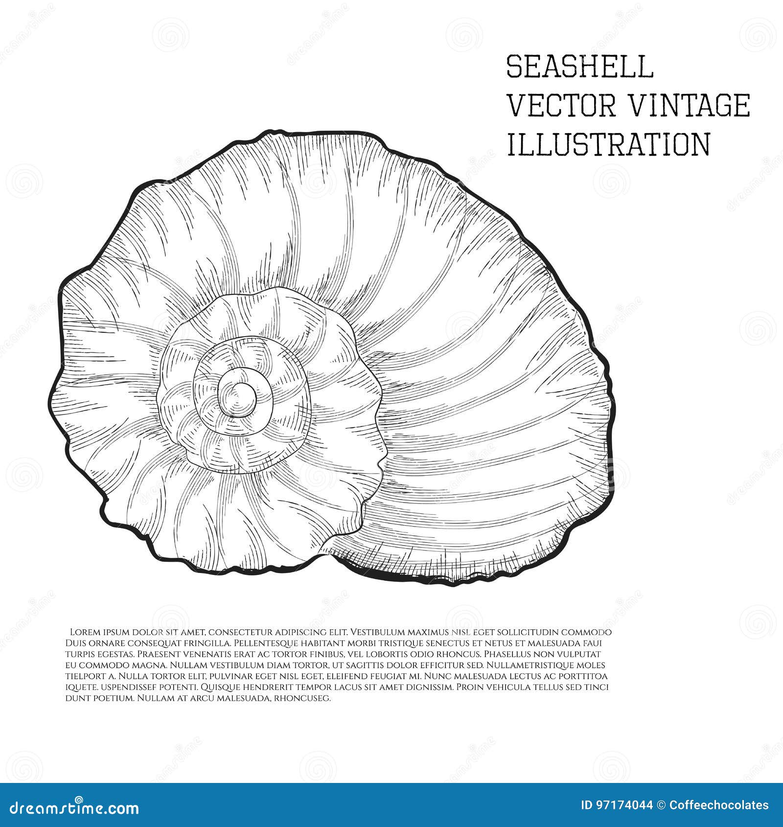 Seashell. Vector Vintage Illustration Stylized As Hand-drawn Sketch ...