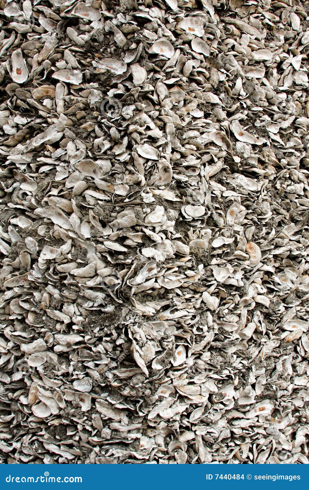 Seashell wall stock photo. Image of shell, color, objects - 7440484