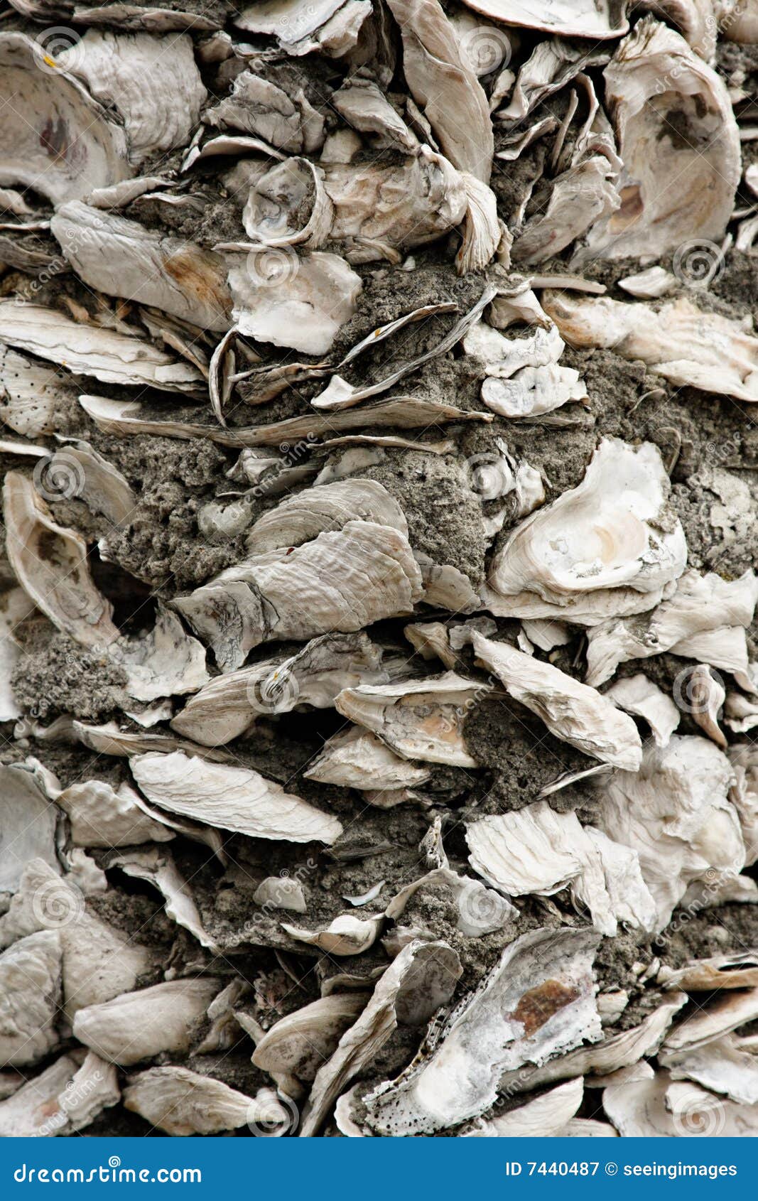 Seashell wall close up stock image. Image of color, white - 7440487