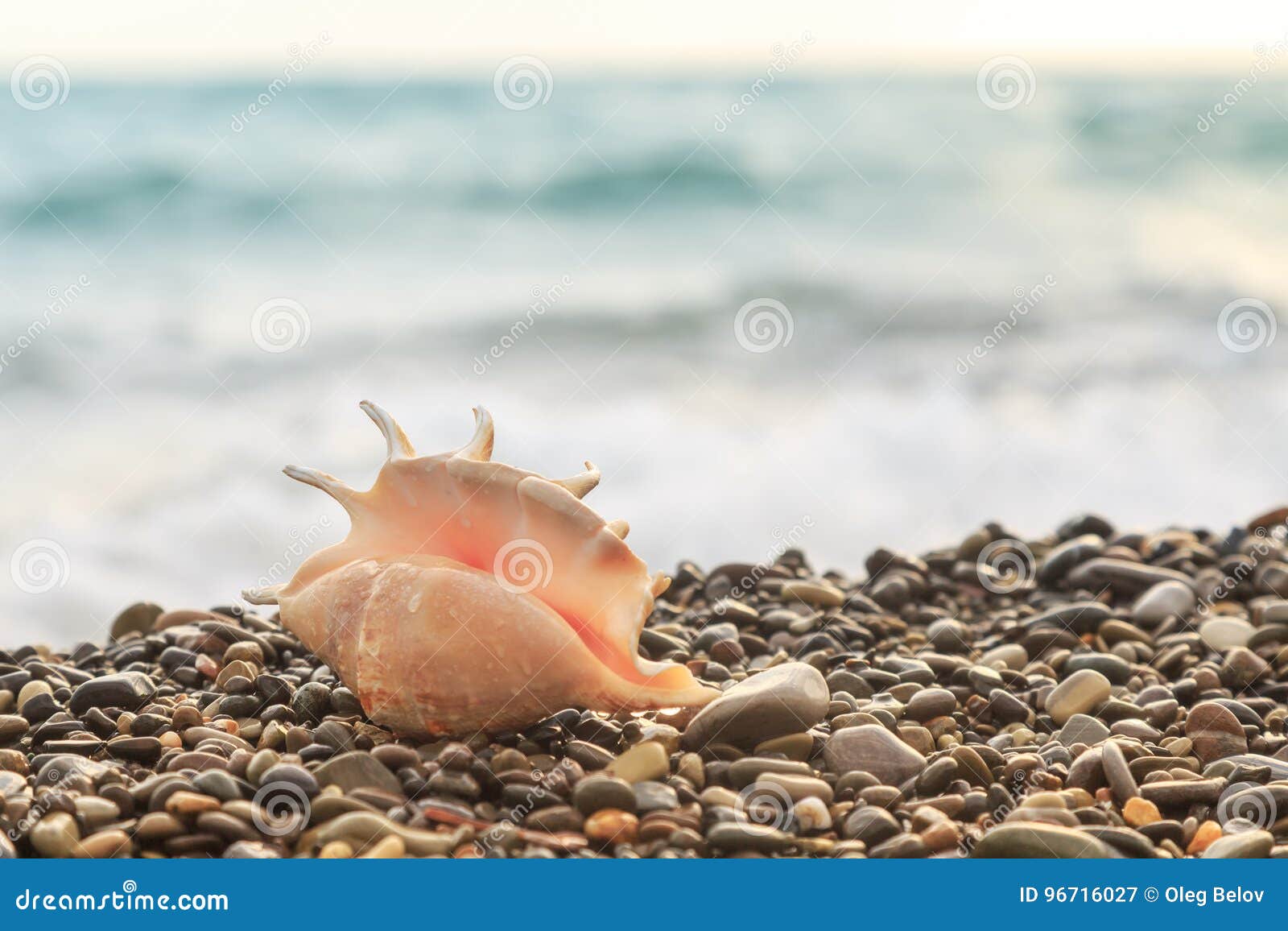 Seashell Was Thrown Out by Sea Wave on Pebble Beach Stock Image - Image ...