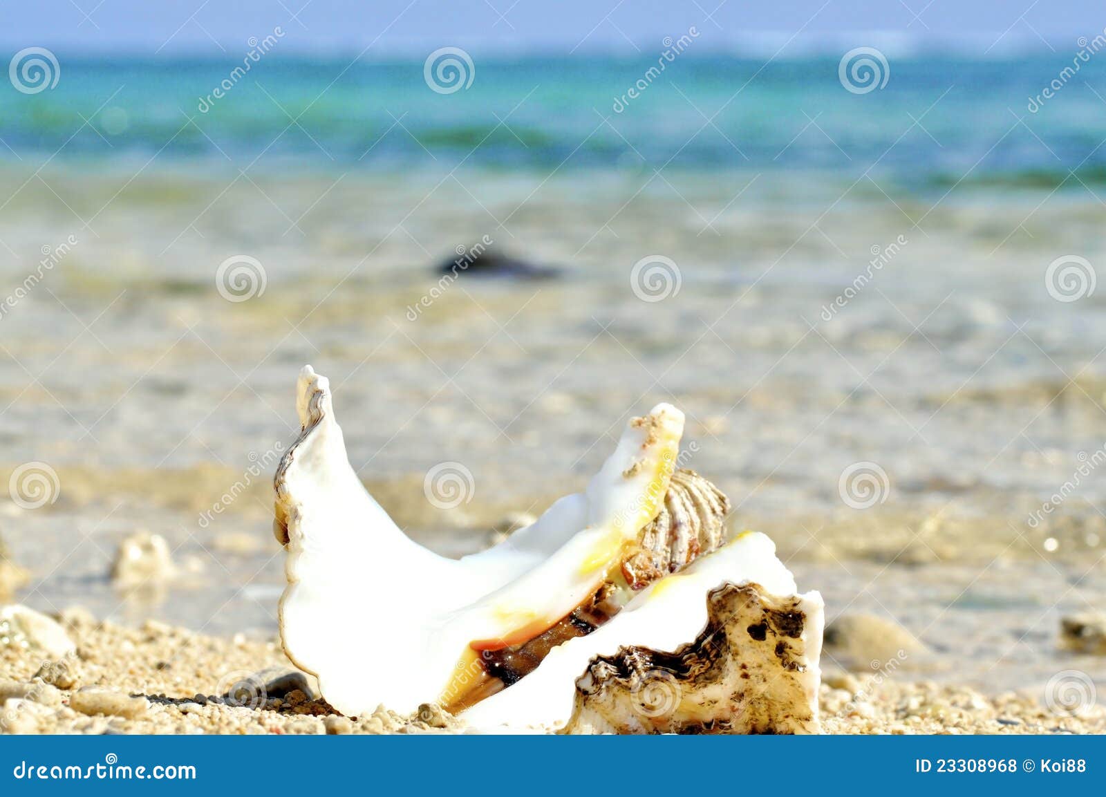 Seashell washed ashore stock photo. Image of sunny, life - 23308968