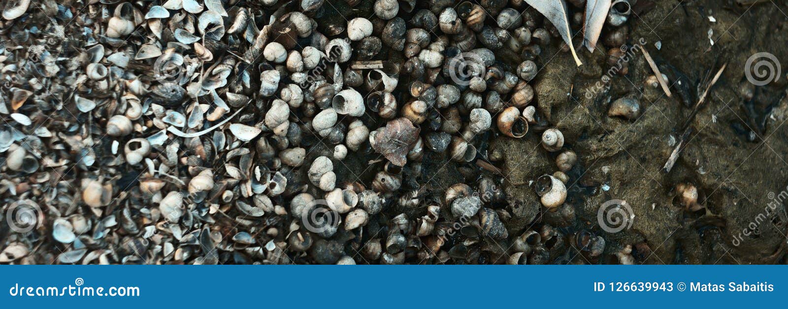 Seashell washed to shore stock image. Image of pattern - 126639943