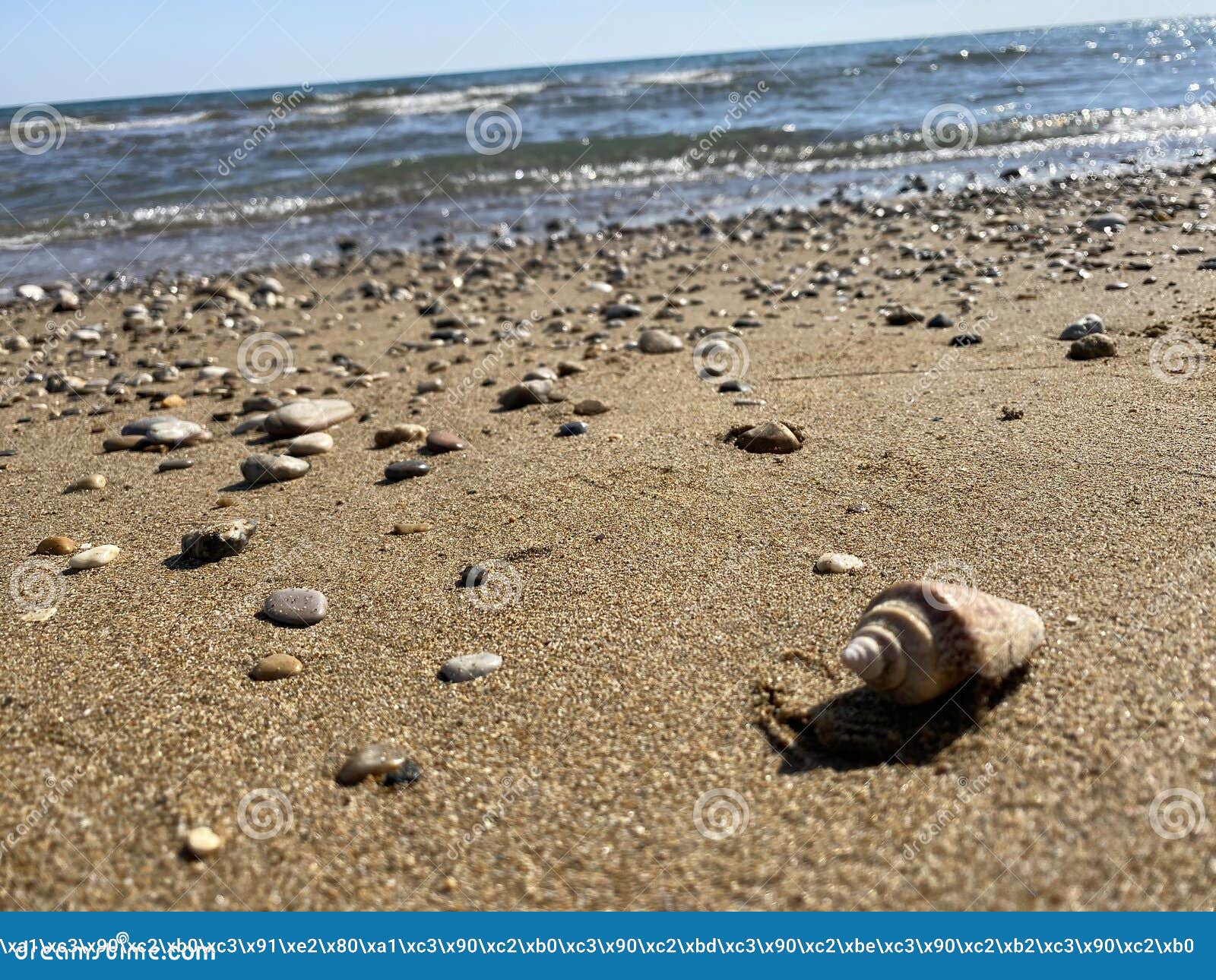 A Seashell Washed Up on the Beach. Stock Image - Image of mudflat ...