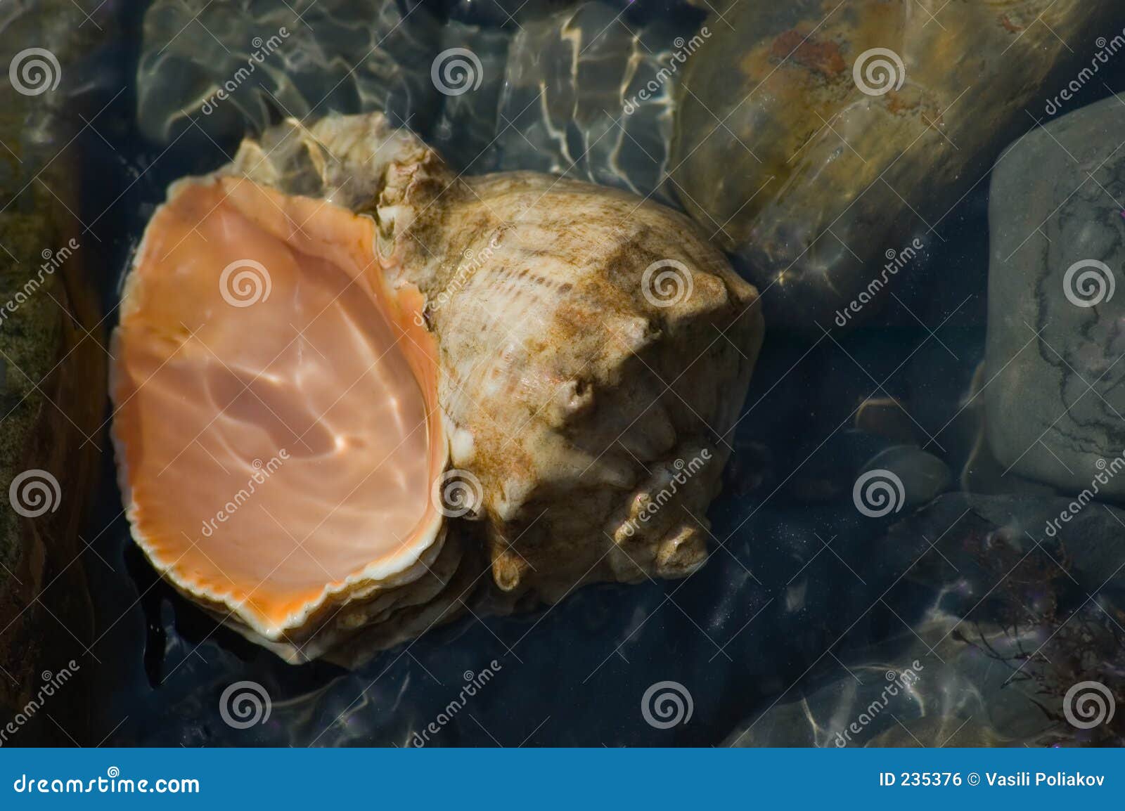 Seashell in water stock photo. Image of marine, mollusk - 235376