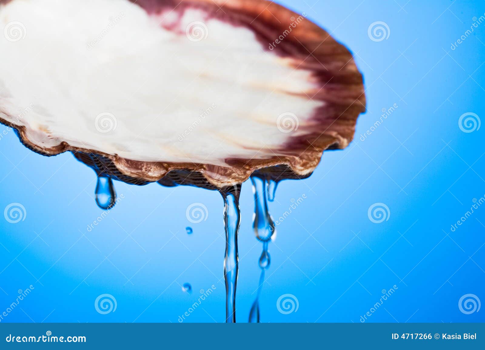 Seashell Water stock photo. Image of shell, seashell, fresh - 4717266