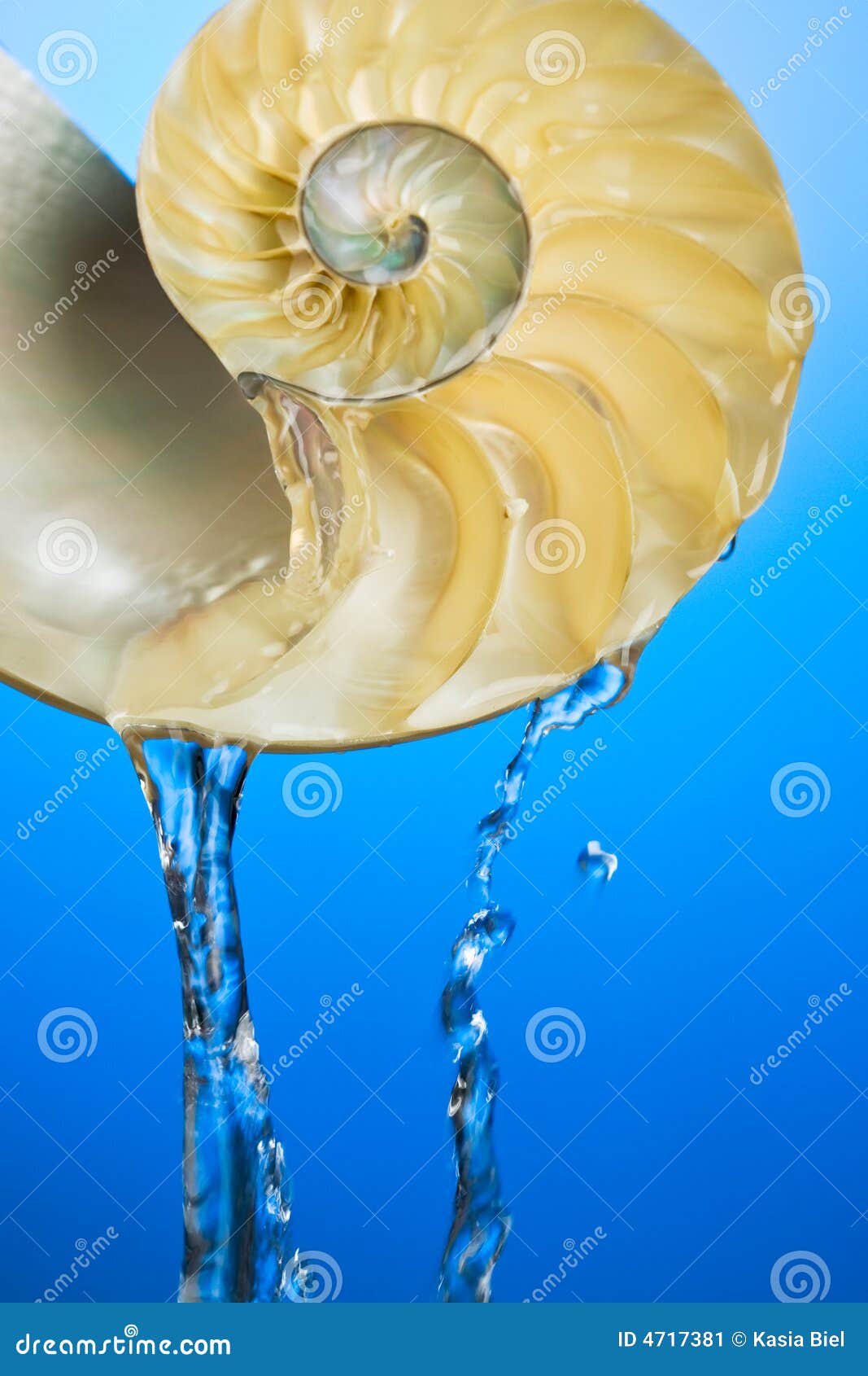 Seashell Water stock image. Image of life, drops, item - 4717381