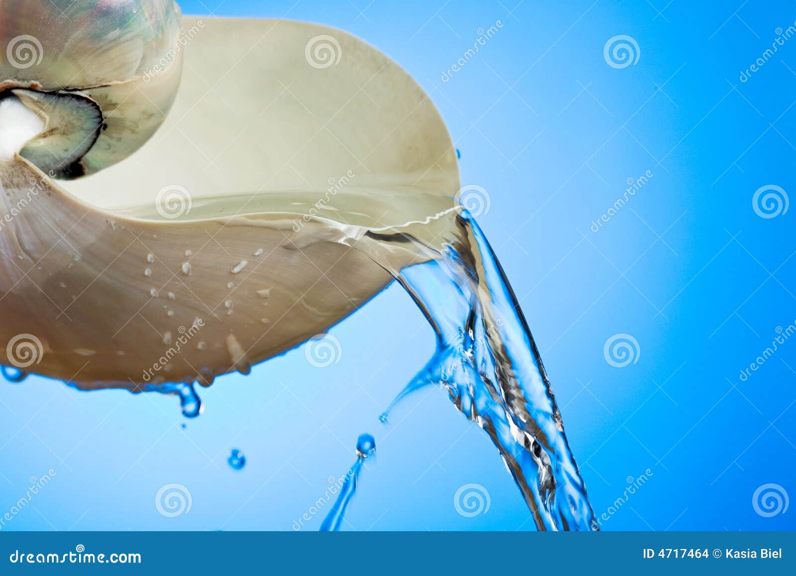 Seashell Water stock photo. Image of nautilus, trickling - 4717464