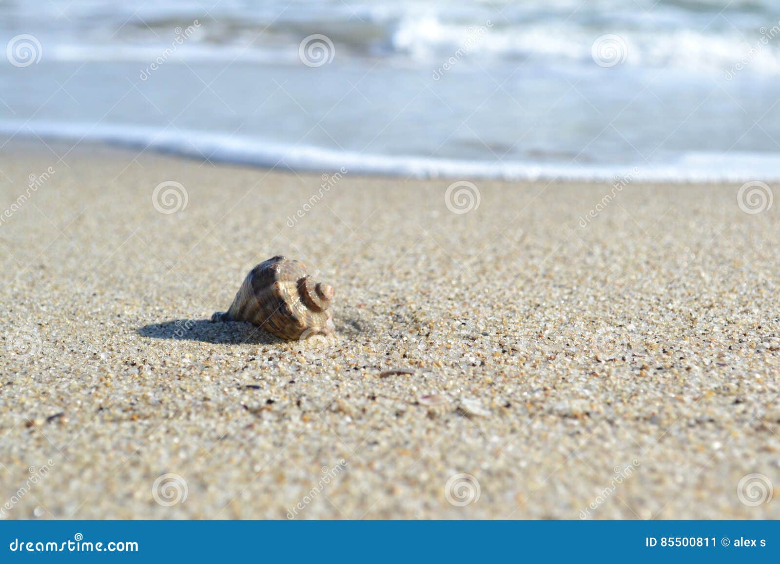 Seashell stock image. Image of sand, water, seashell - 85500811