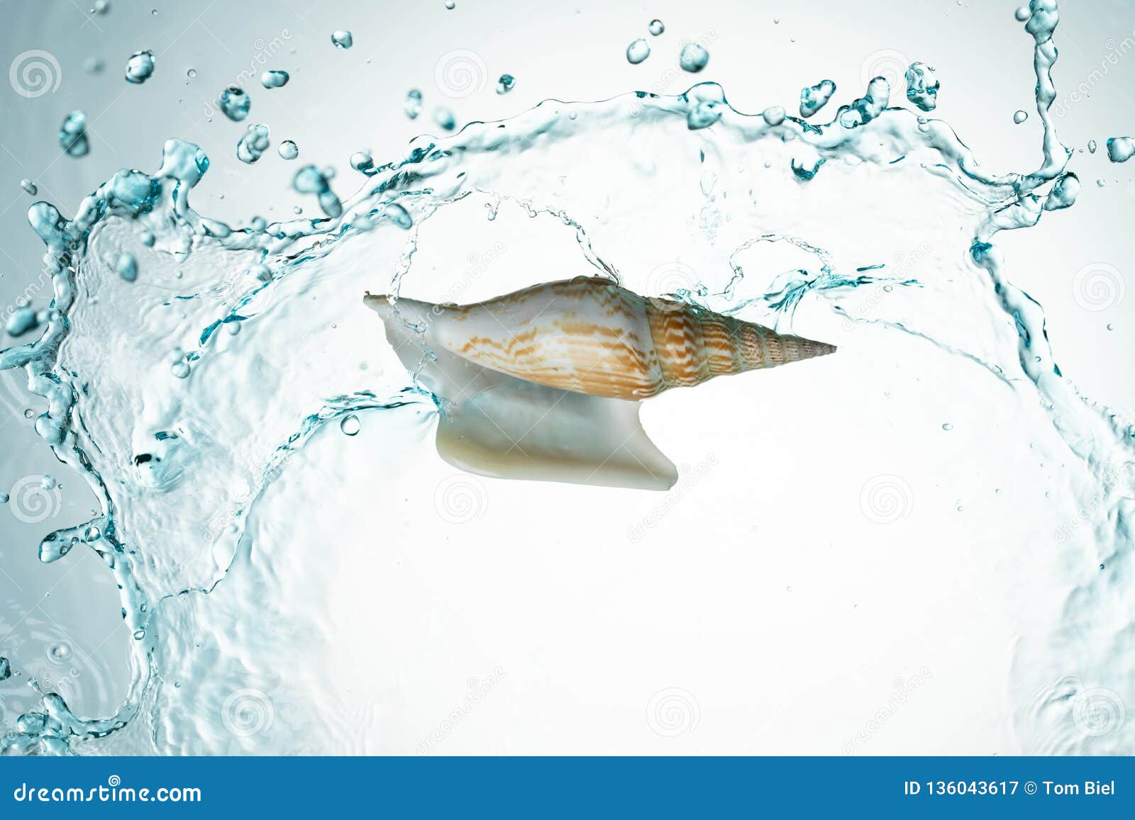 Seashell water splash stock image. Image of liquid, abstract - 136043617