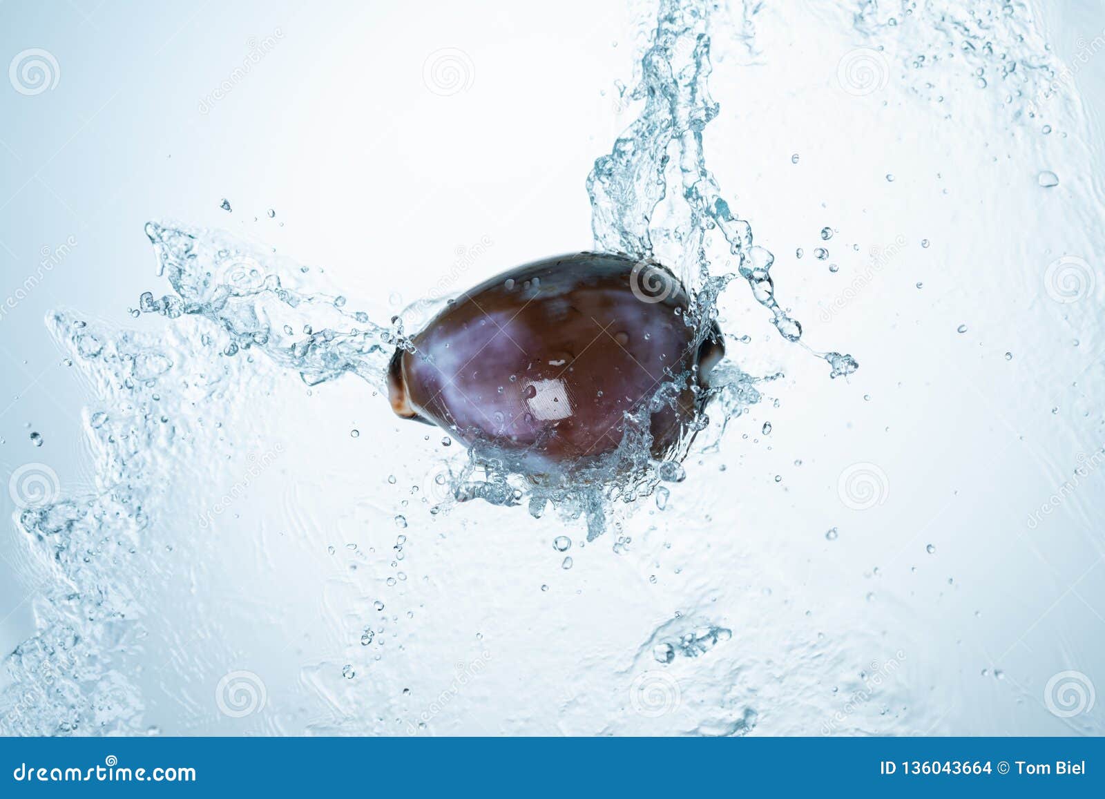 Seashell water splash stock photo. Image of abstract - 136043664