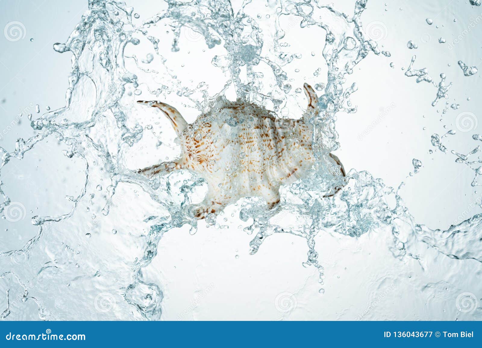 Seashell water splash stock image. Image of splash, view - 136043677
