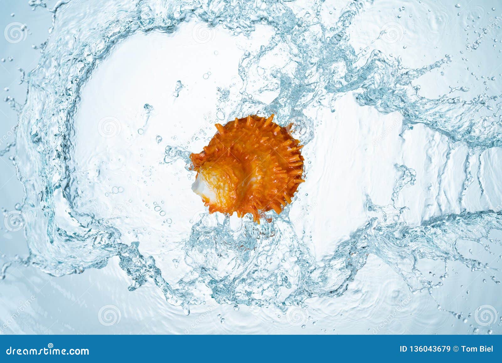 Seashell water splash stock image. Image of motion, seashell - 136043679