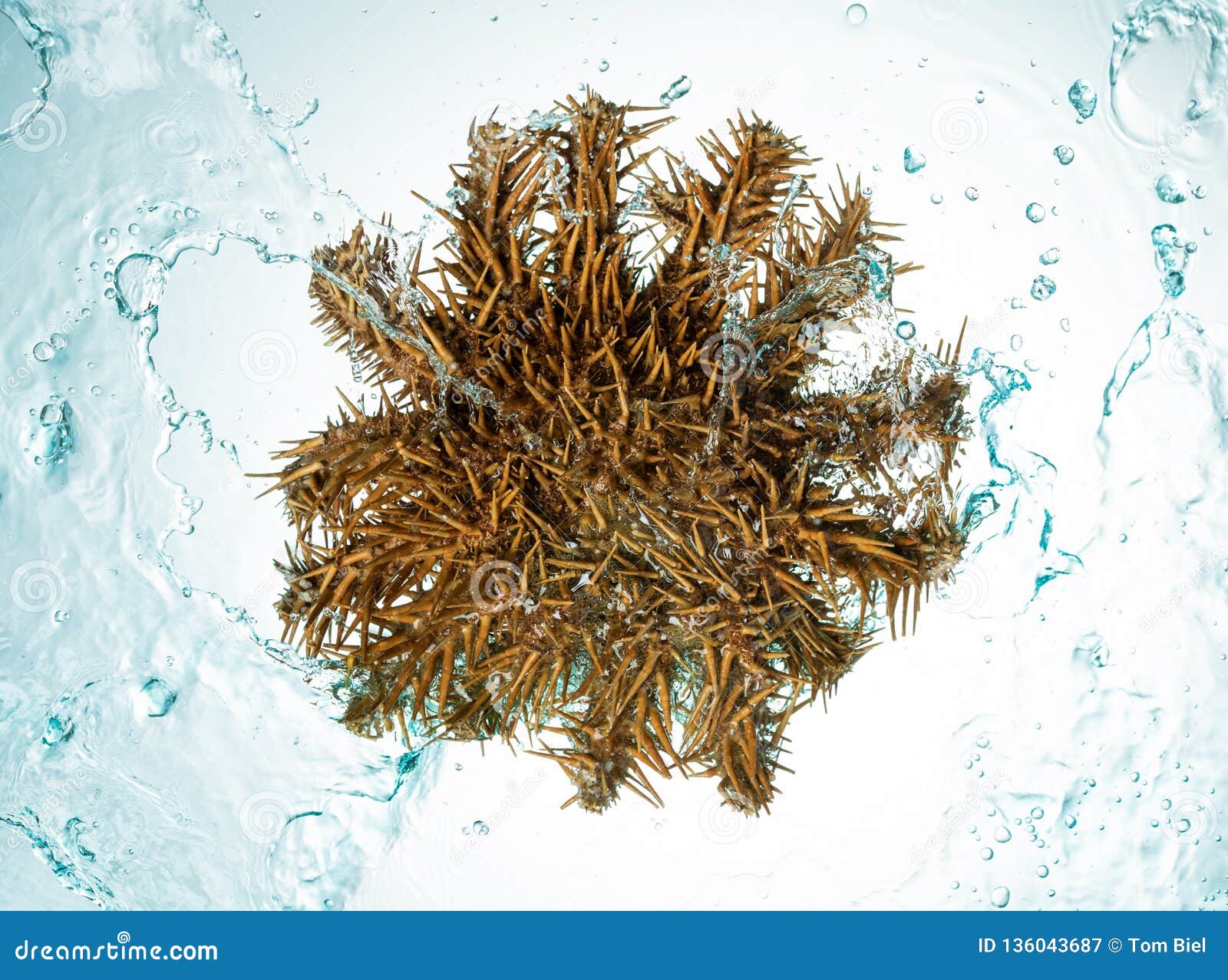 Seashell water splash stock image. Image of liquid, macro - 136043687