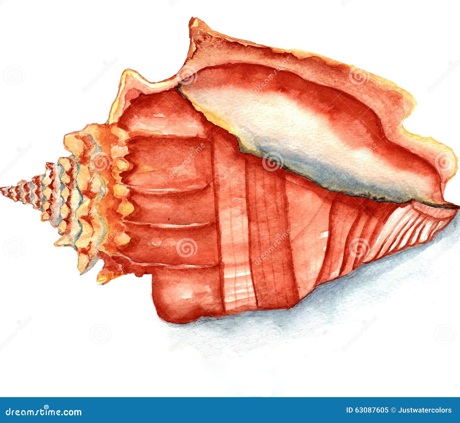 Seashell watercolor stock illustration. Illustration of artwork - 63087605