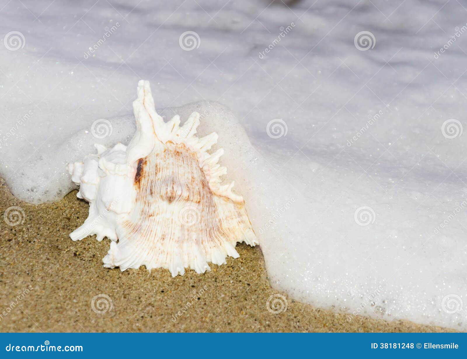 Seashell in the wave stock photo. Image of beach, tropical - 38181248