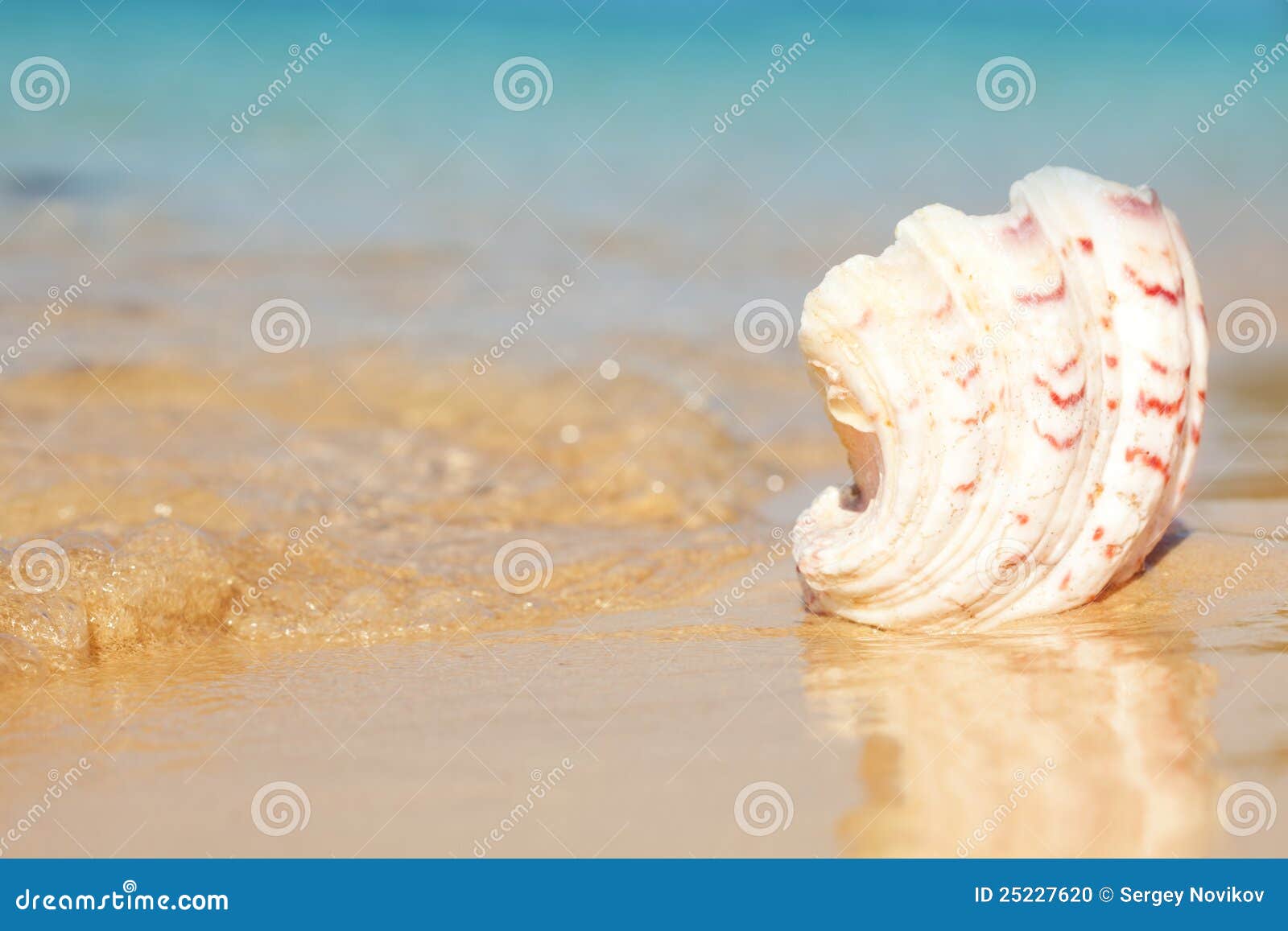 Seashell and waves stock photo. Image of closeup, concept - 25227620