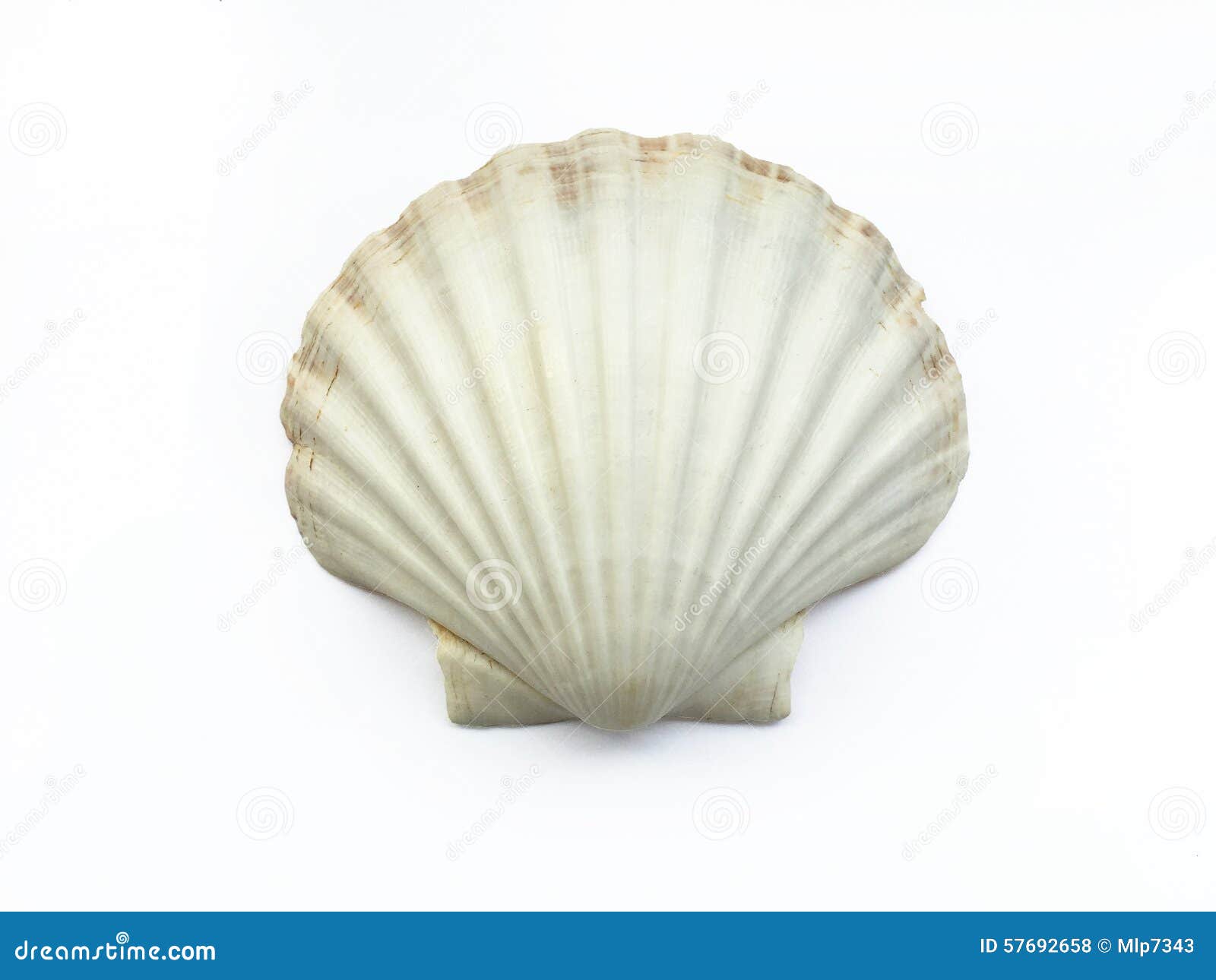 Seashell stock photo. Image of coast, shell, background - 57692658