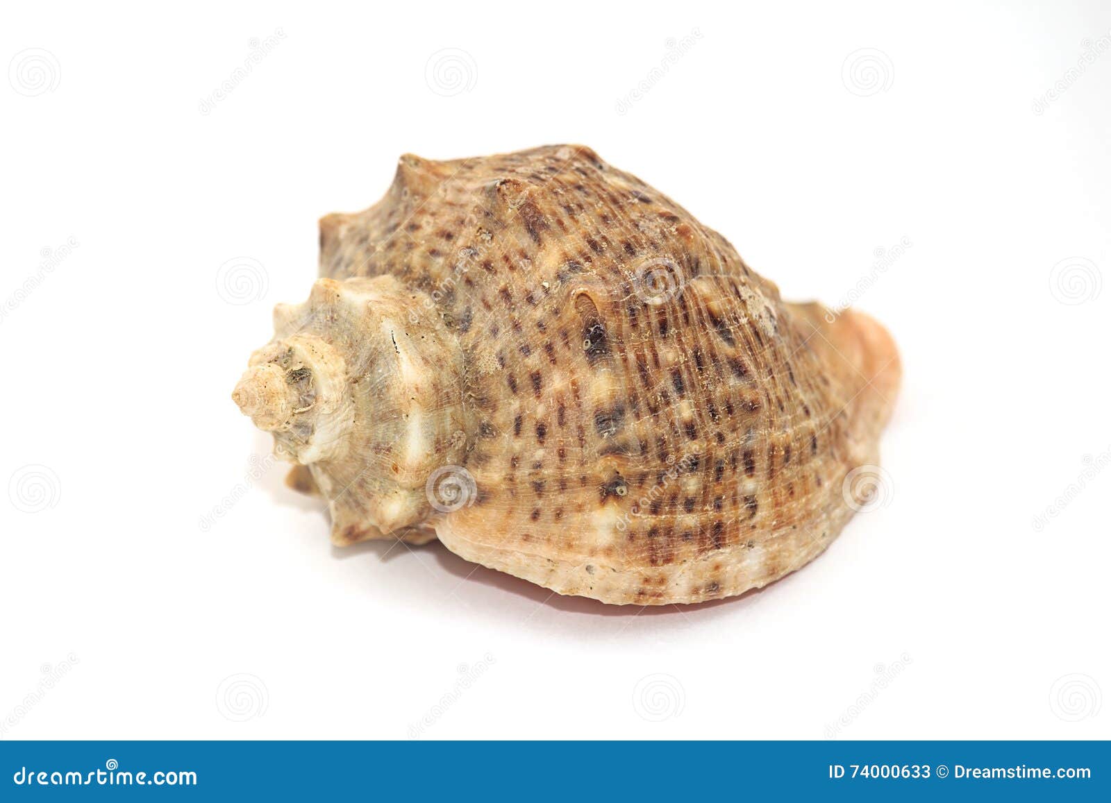 Seashell stock image. Image of recreation, shellfish - 74000633