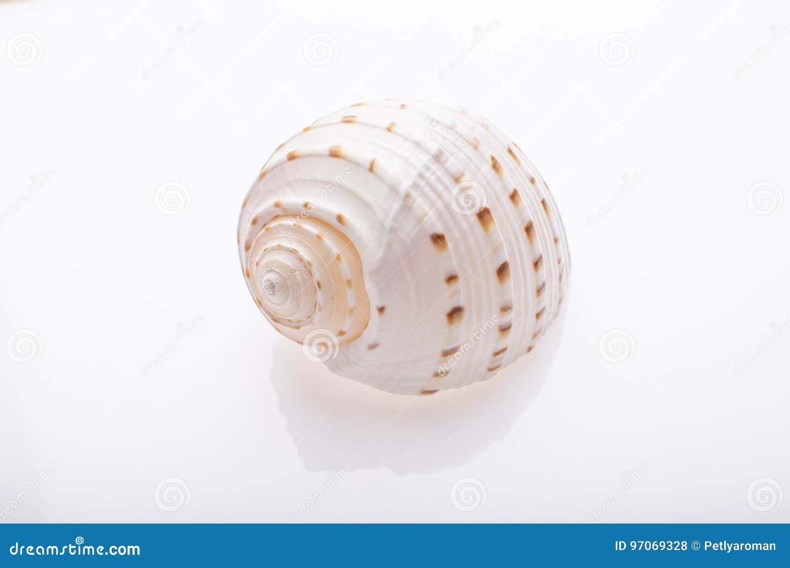 Seashell on White Background Stock Photo - Image of color, studio: 97069328